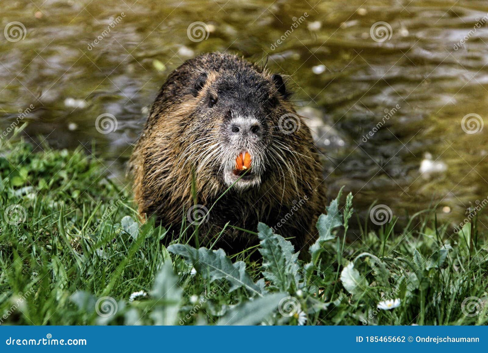 Head of Coypu with Big Orange Teeth and Gray Nose Stock Photo - Image ...