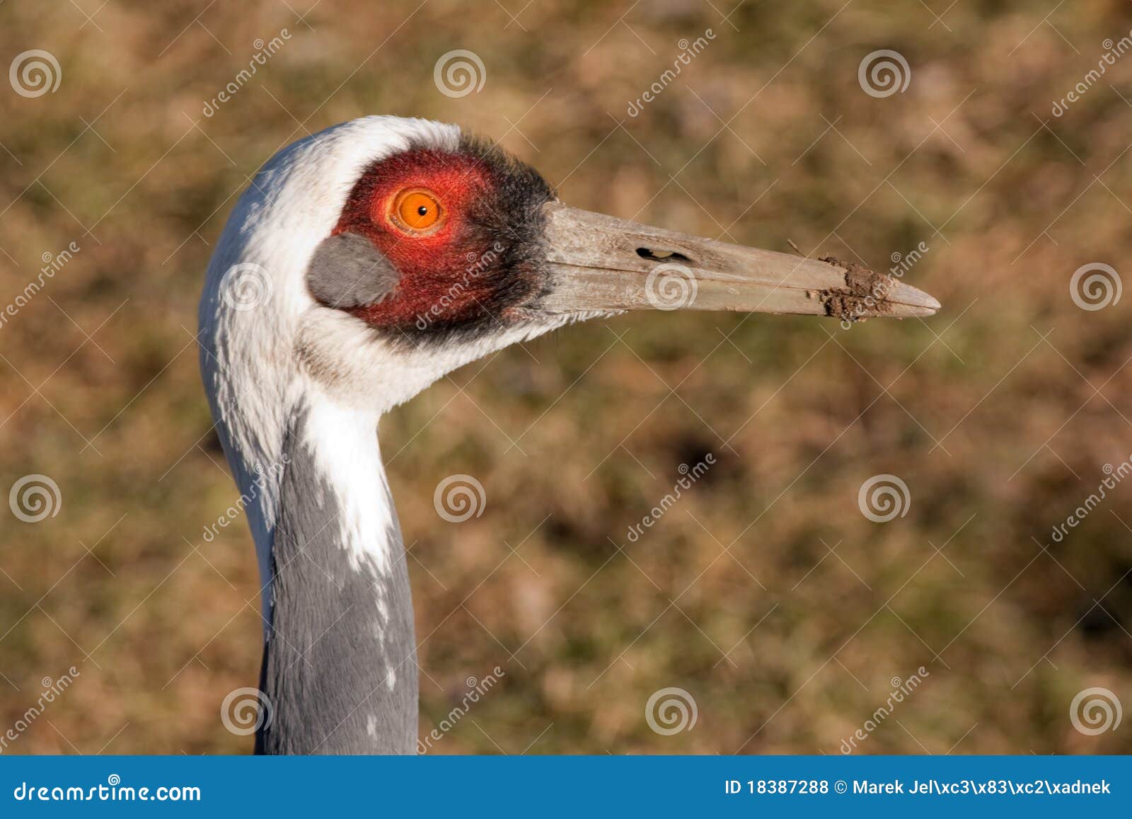 Head of a crane stock photo. Image of pecker, potrait - 18387288