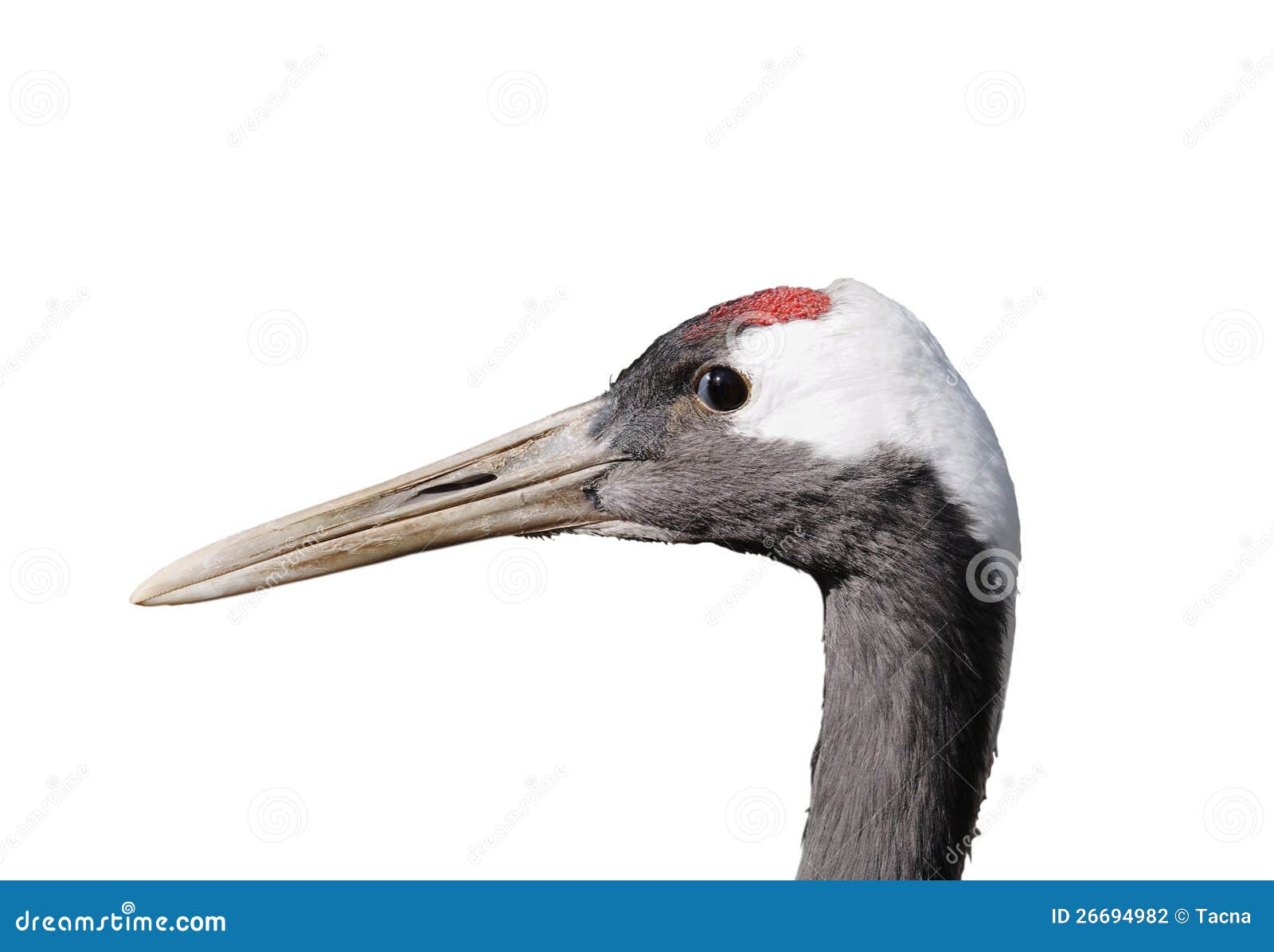 Head of a Crane Isolated on White Stock Photo - Image of head, nature ...