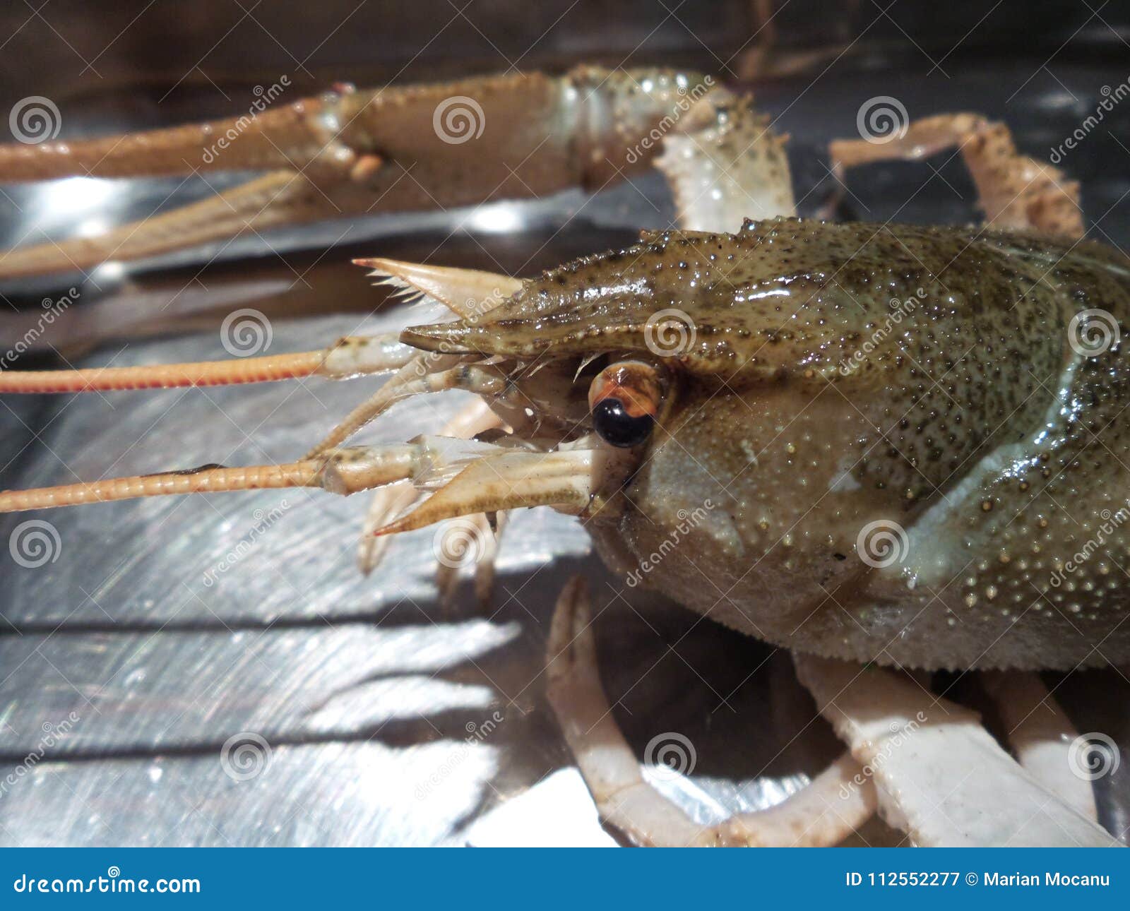 Uncooked Crayfish on a Plate Stock Image - Image of fish, metal: 112552277