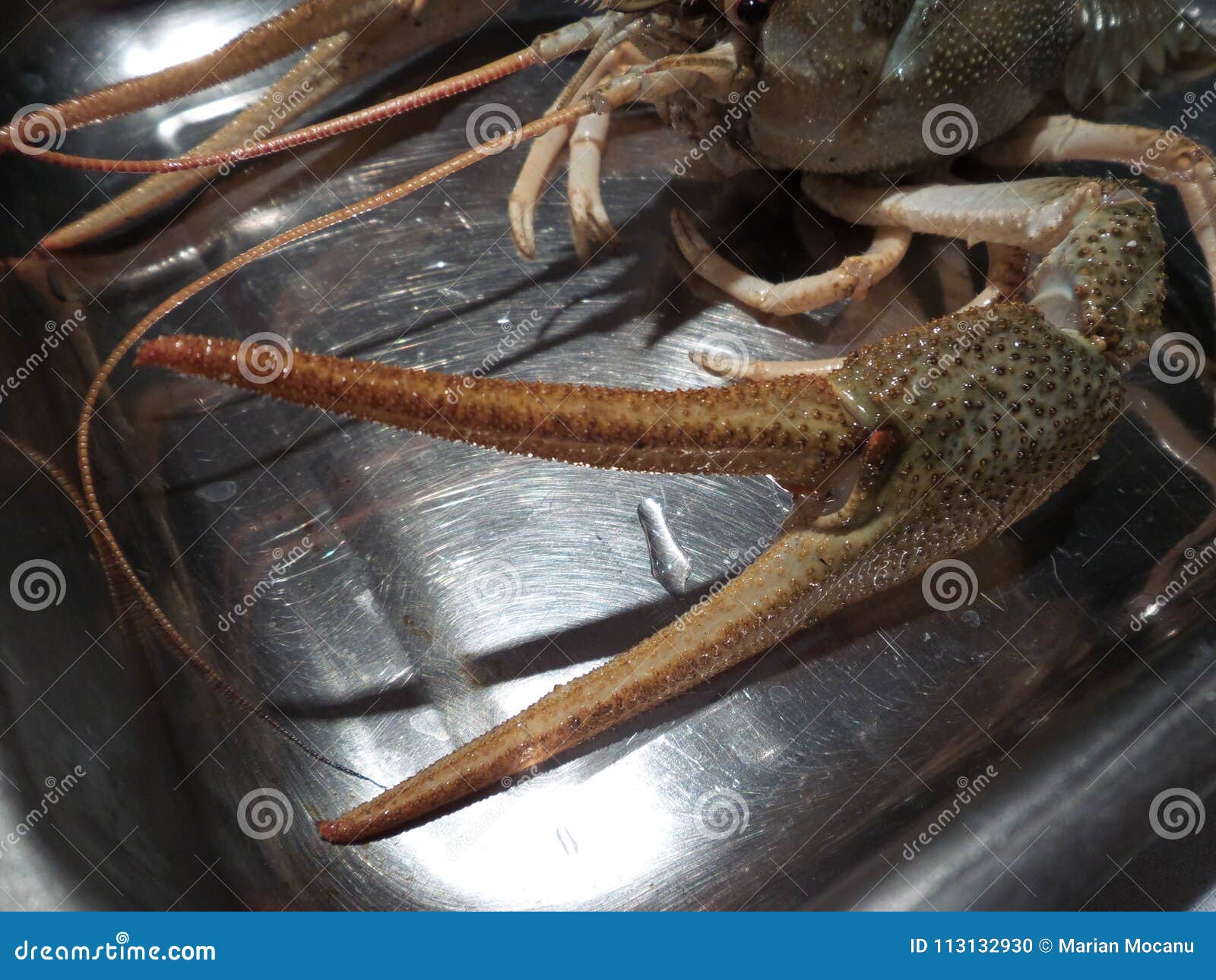 Uncooked Crayfish on a Plate Stock Photo - Image of cooked, eyes: 113132930