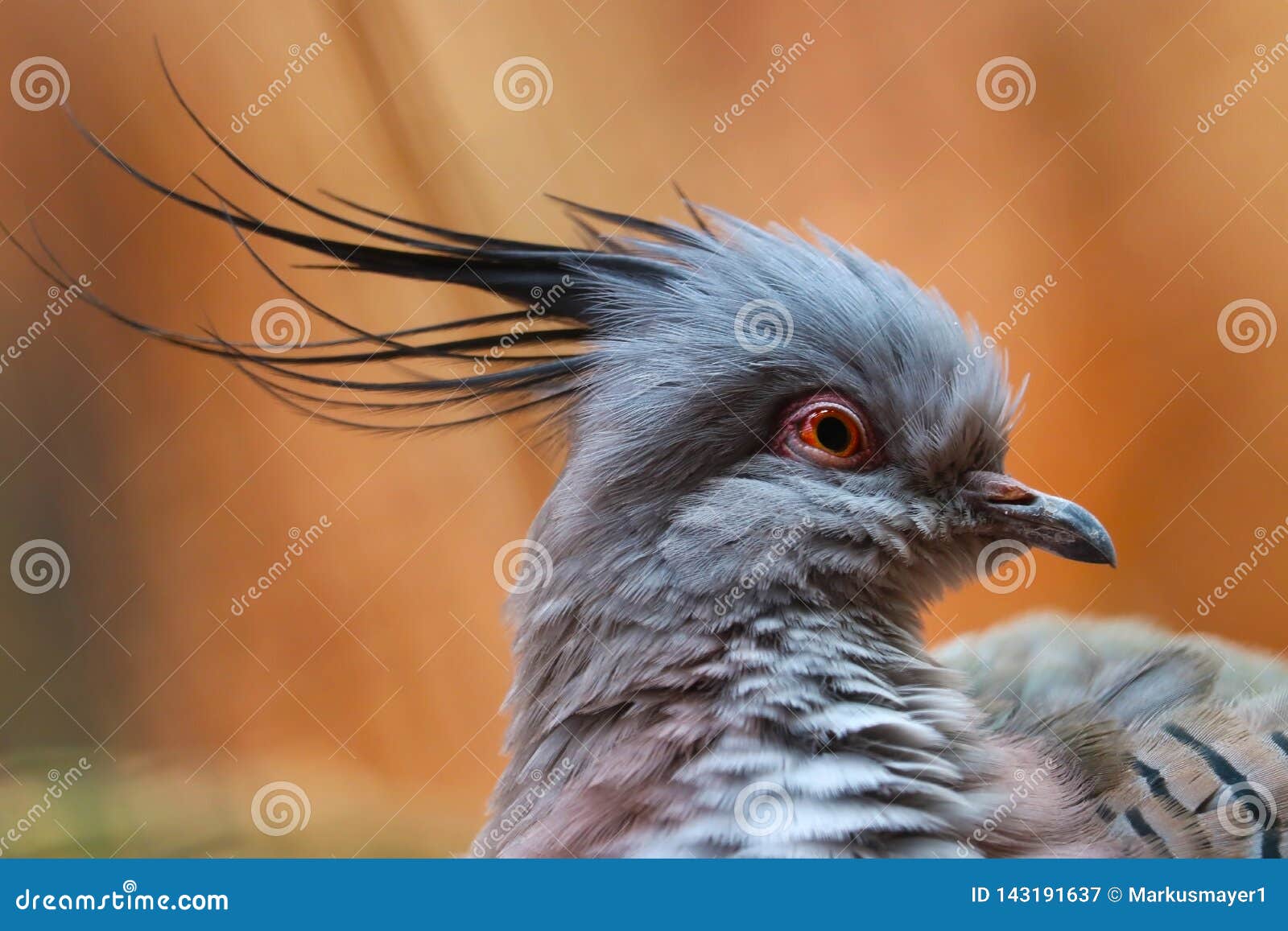 Head of a Crested Pigeon in Side View in Front of a Reddish Brown ...