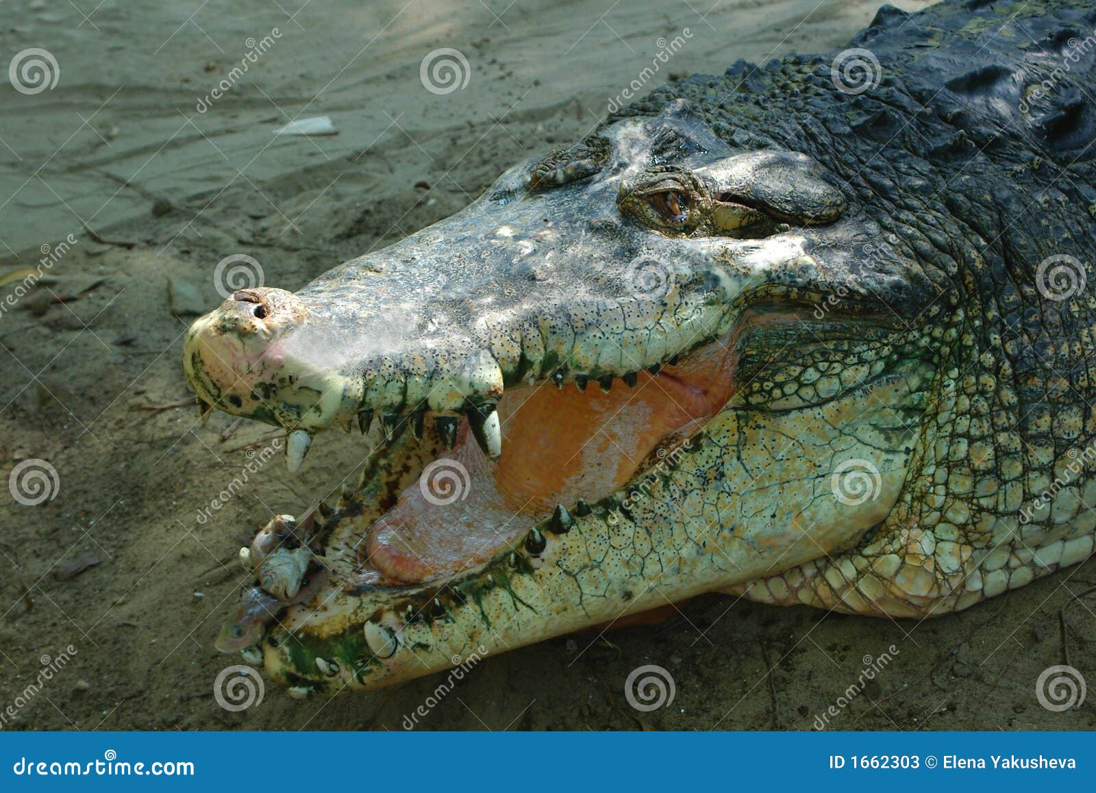 Head of crocodile stock image. Image of australia, reptile - 1662303