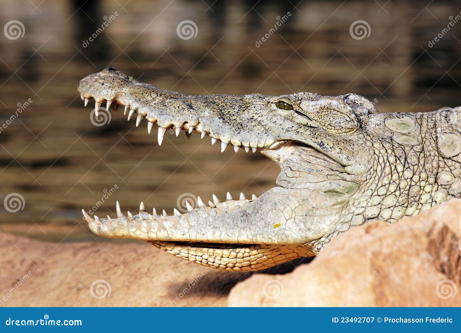 Head of crocodile stock image. Image of closeup, powerful - 23492707