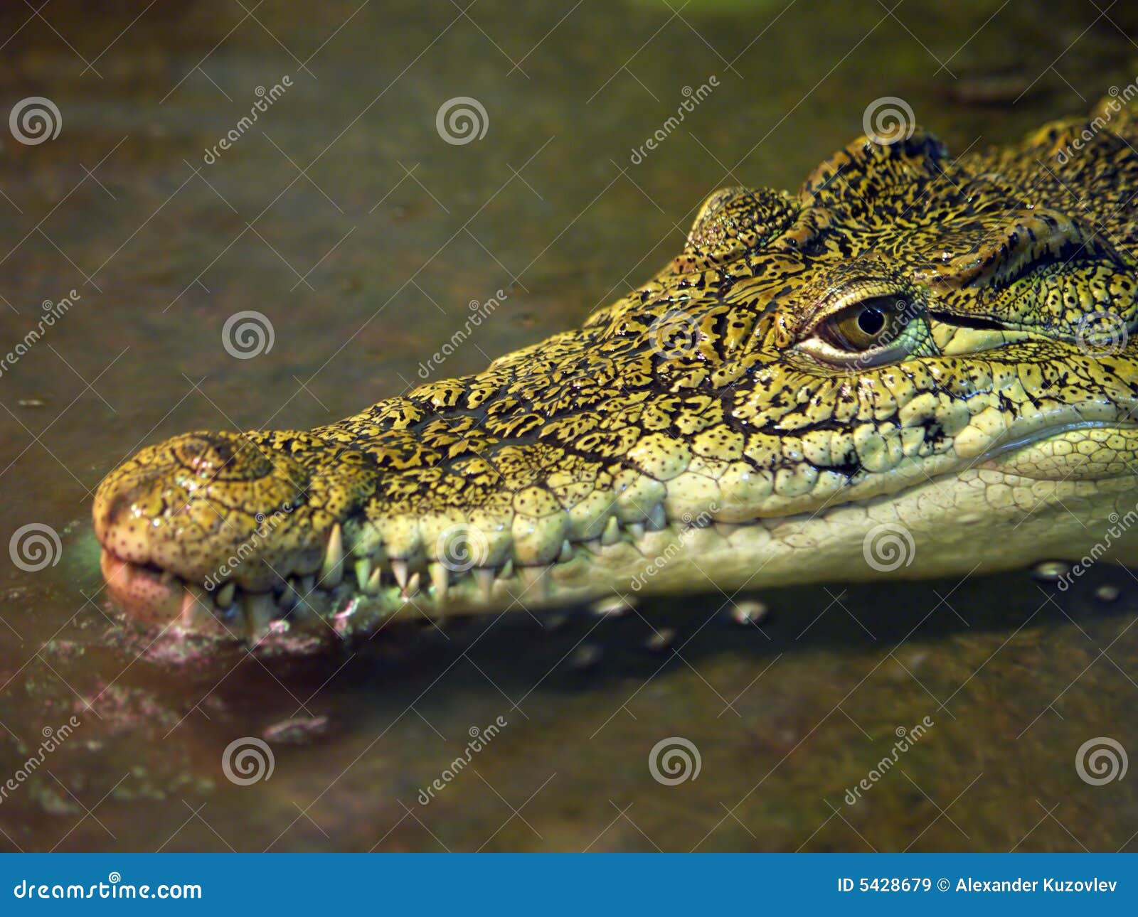 Head of crocodile stock image. Image of alligator, swamp - 5428679