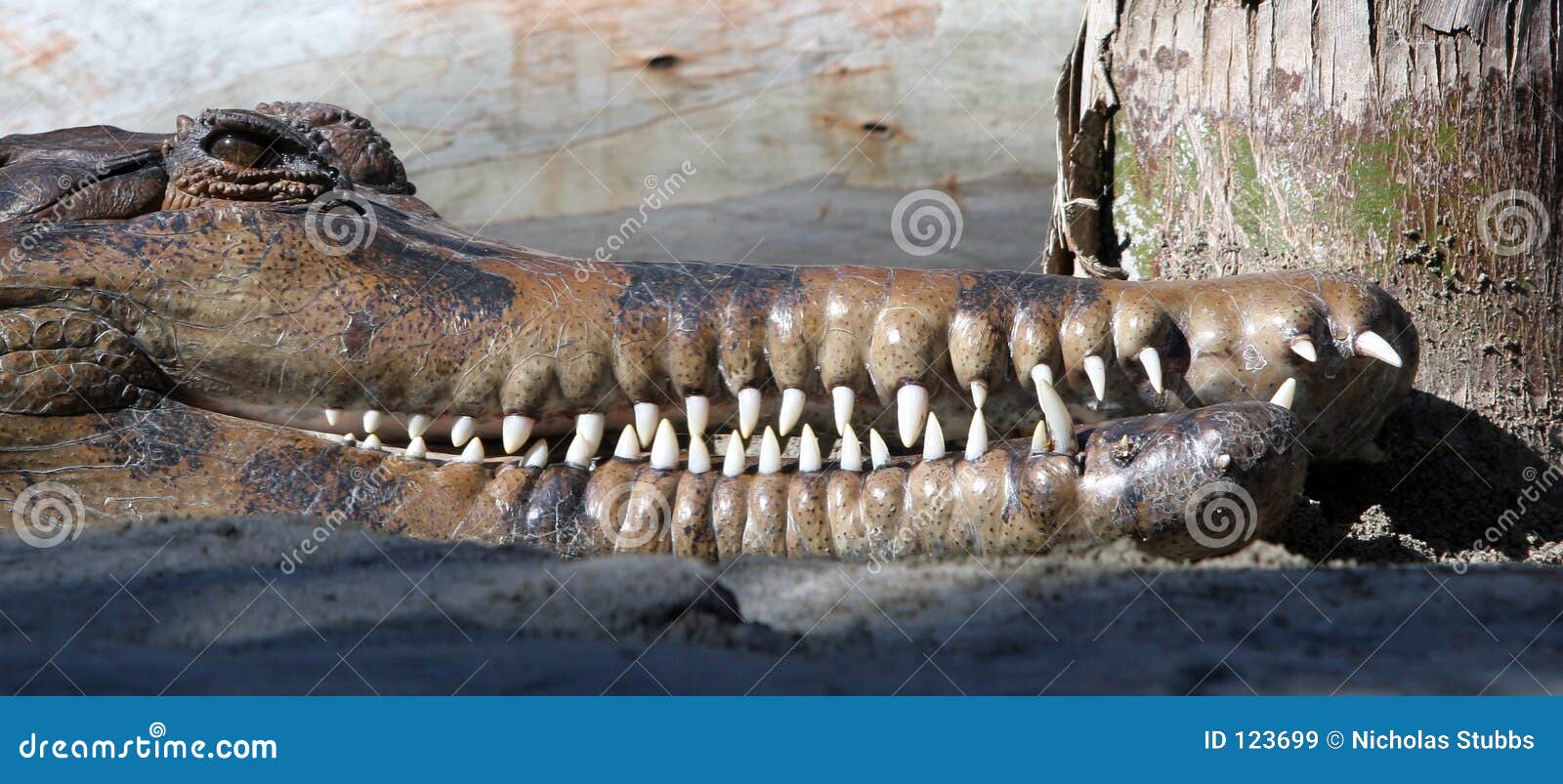 Head of a Crocodile or Alligator Baring Its Long White Teeth Stock ...