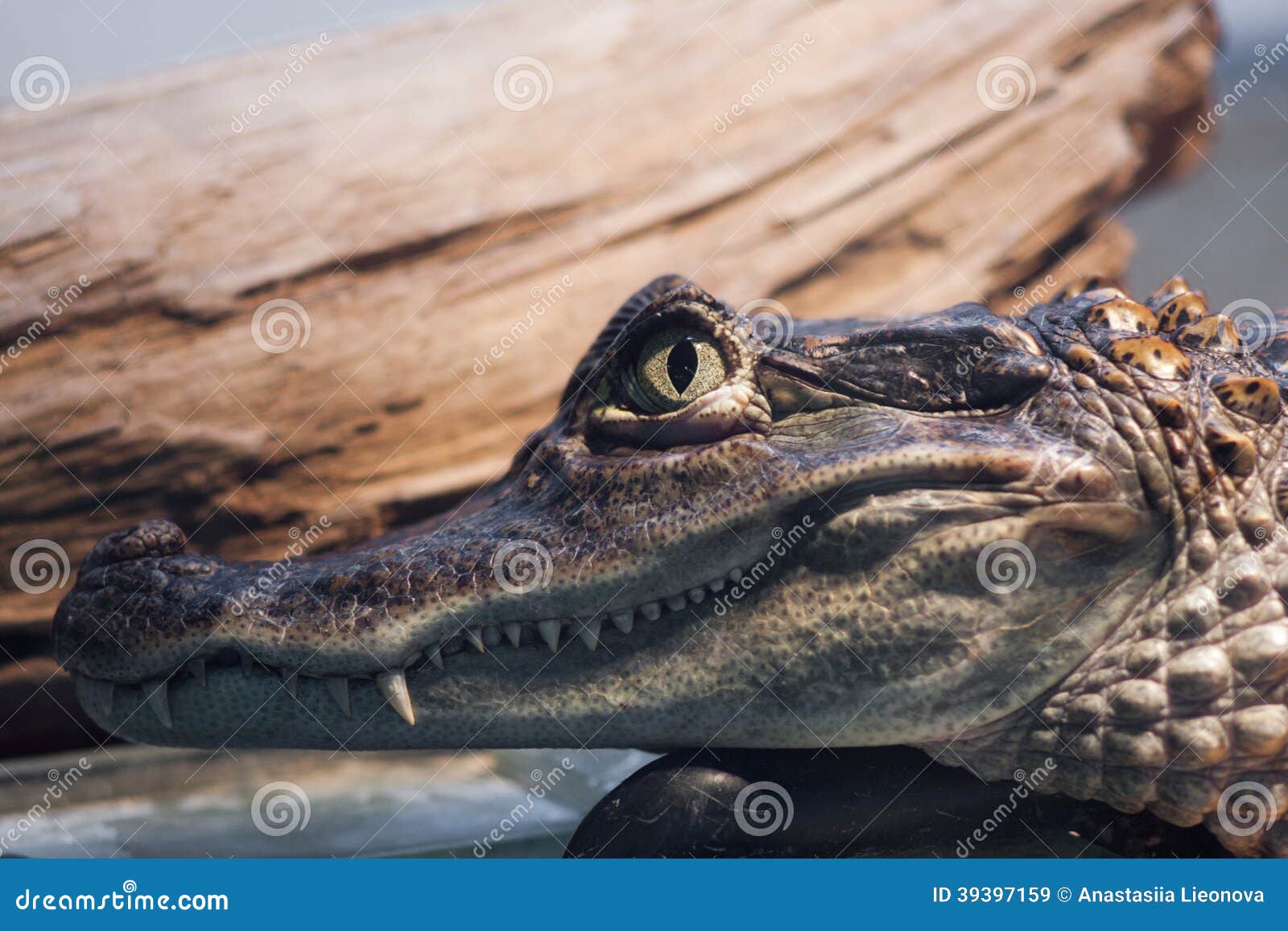 Head of a crocodile stock image. Image of corrientes - 39397159