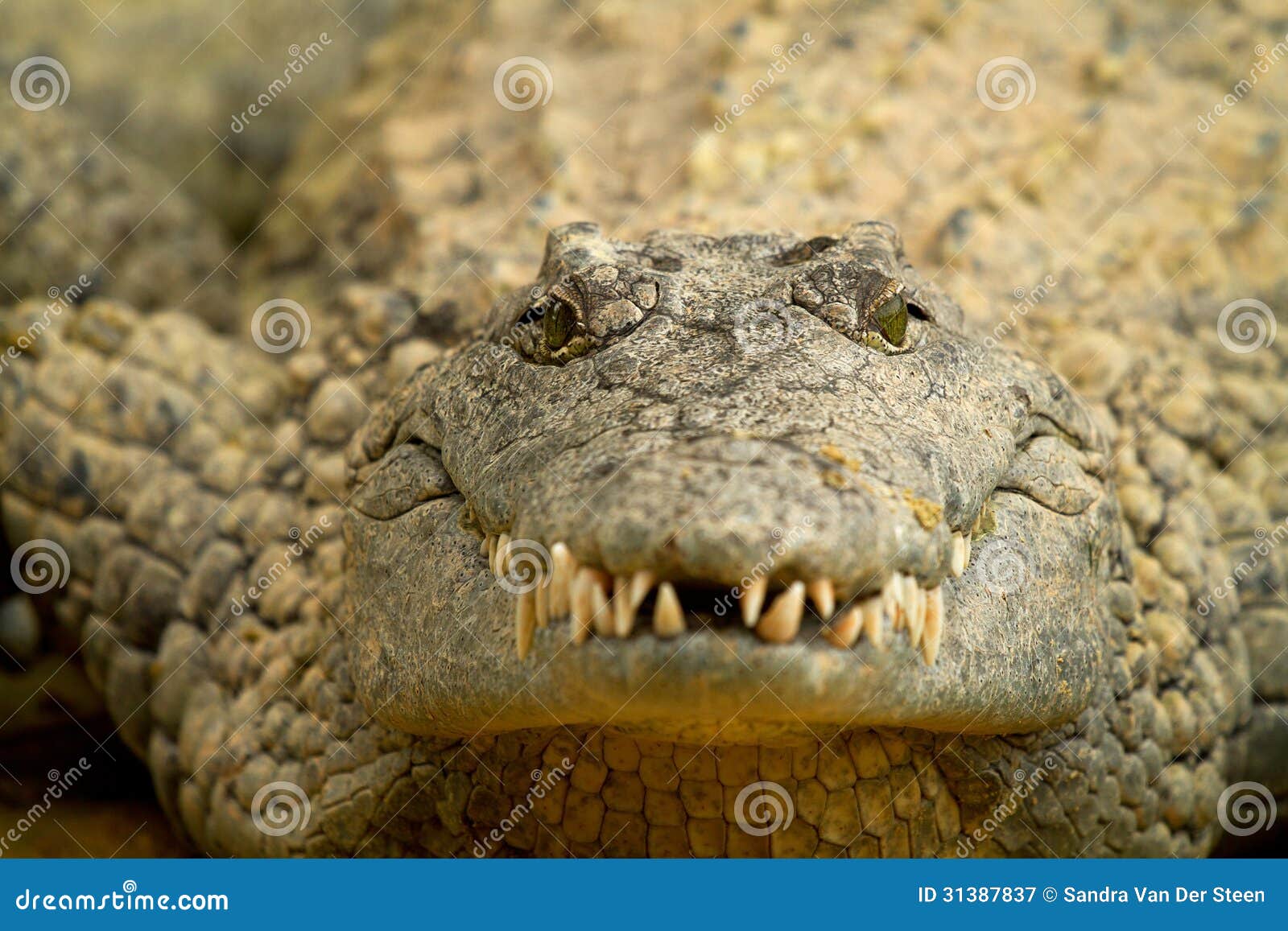 Head of Crocodile in Closeup Stock Image - Image of face, crocodylidae ...