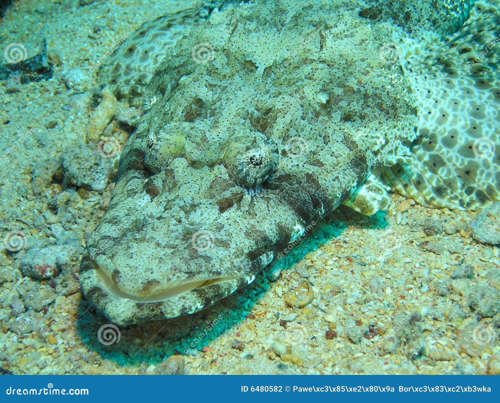 Head of Crocodile Fish, Red Sea Stock Photo - Image of exotic, activity ...