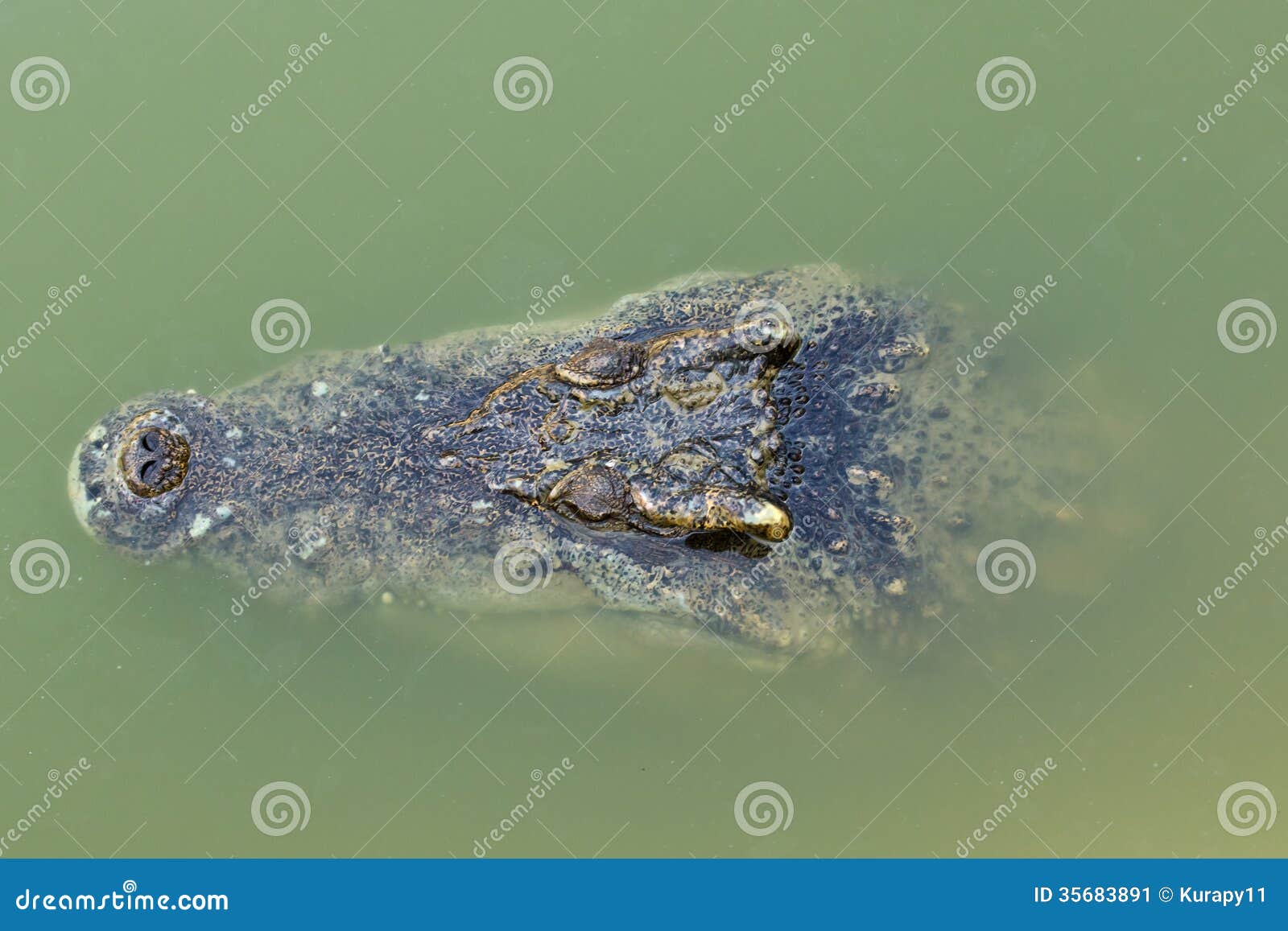 Head of a Crocodile Floating Stock Image - Image of vacations, outdoors ...
