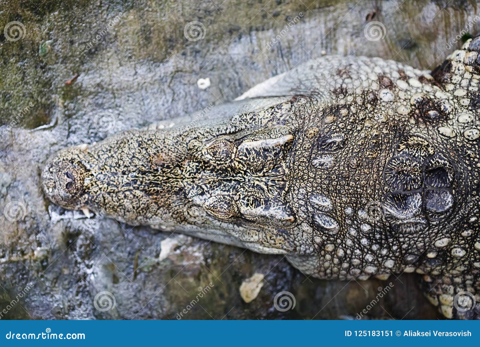 Head of crocodile stock image. Image of closeup, detail - 125183151
