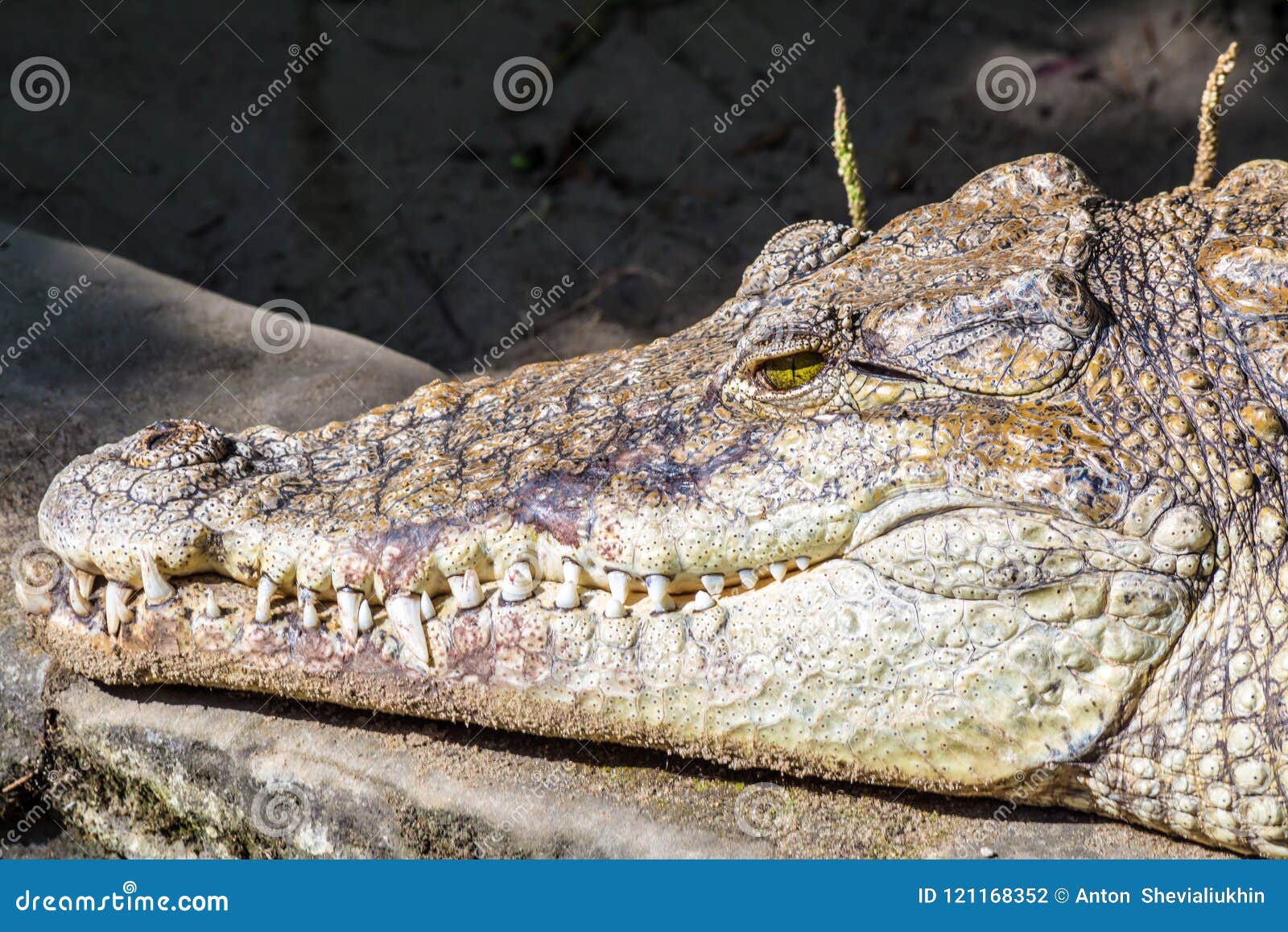 Head of Crocodile with Huge Sharp Teeth Closeup Stock Photo - Image of ...