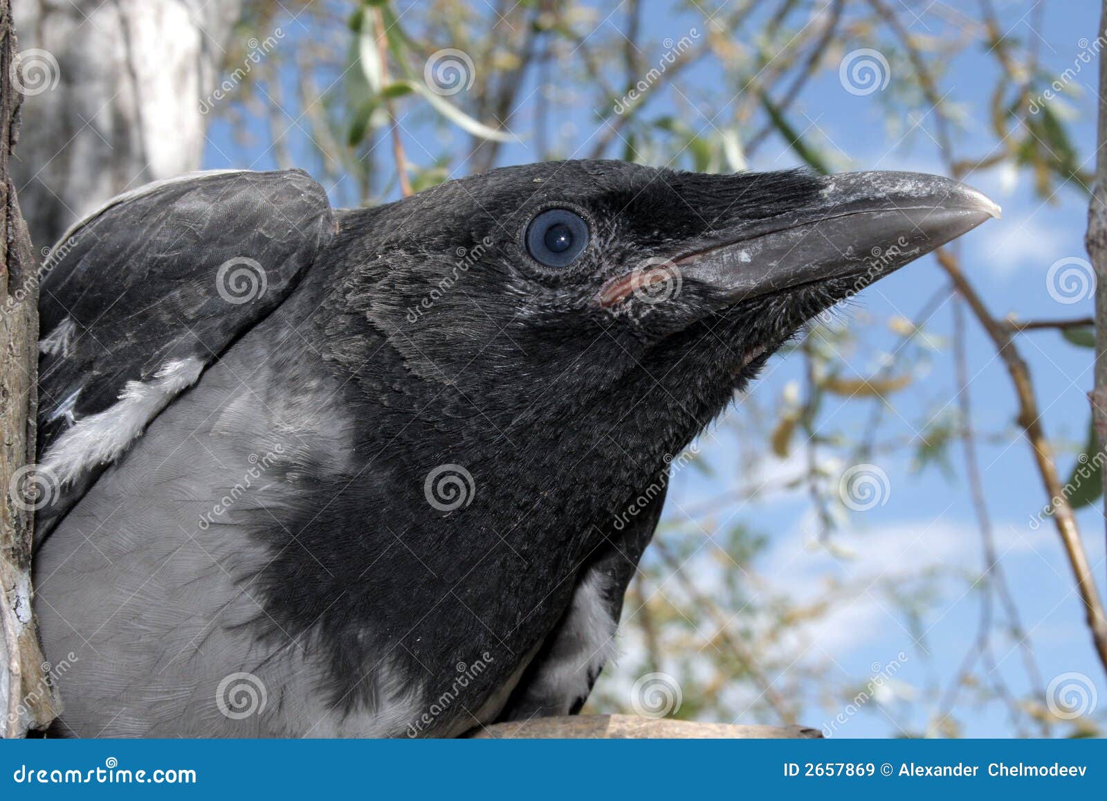 Head of the crow 2. stock image. Image of black, beak - 2657869