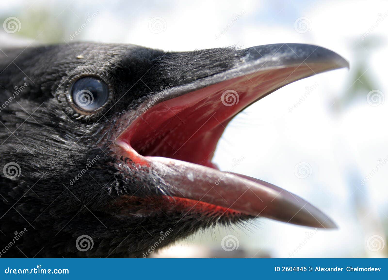 Head of the crow stock image. Image of cluster, animals - 2604845