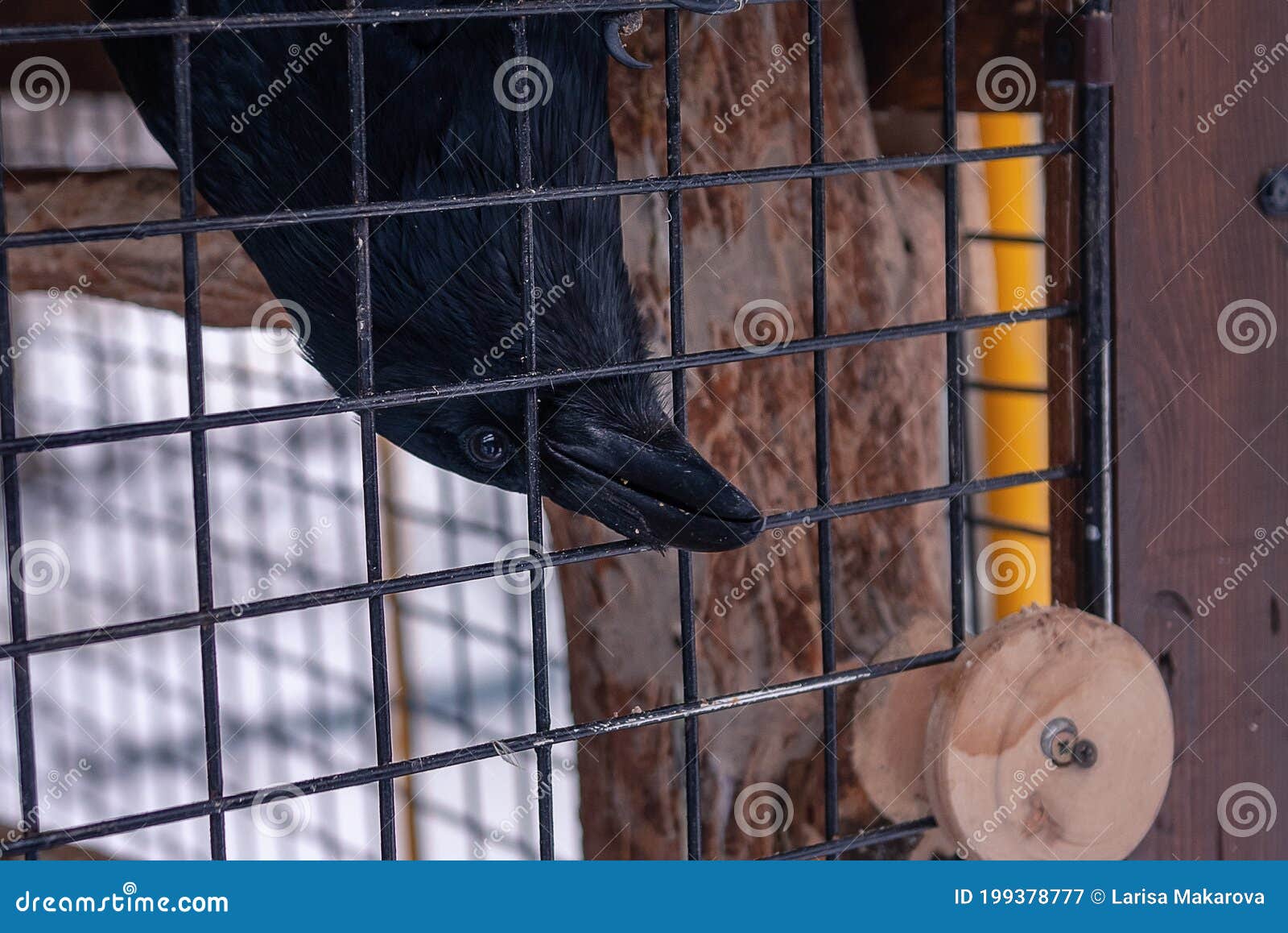 Head of a Crow that Sits Upside Down in a Cage Stock Image - Image of ...