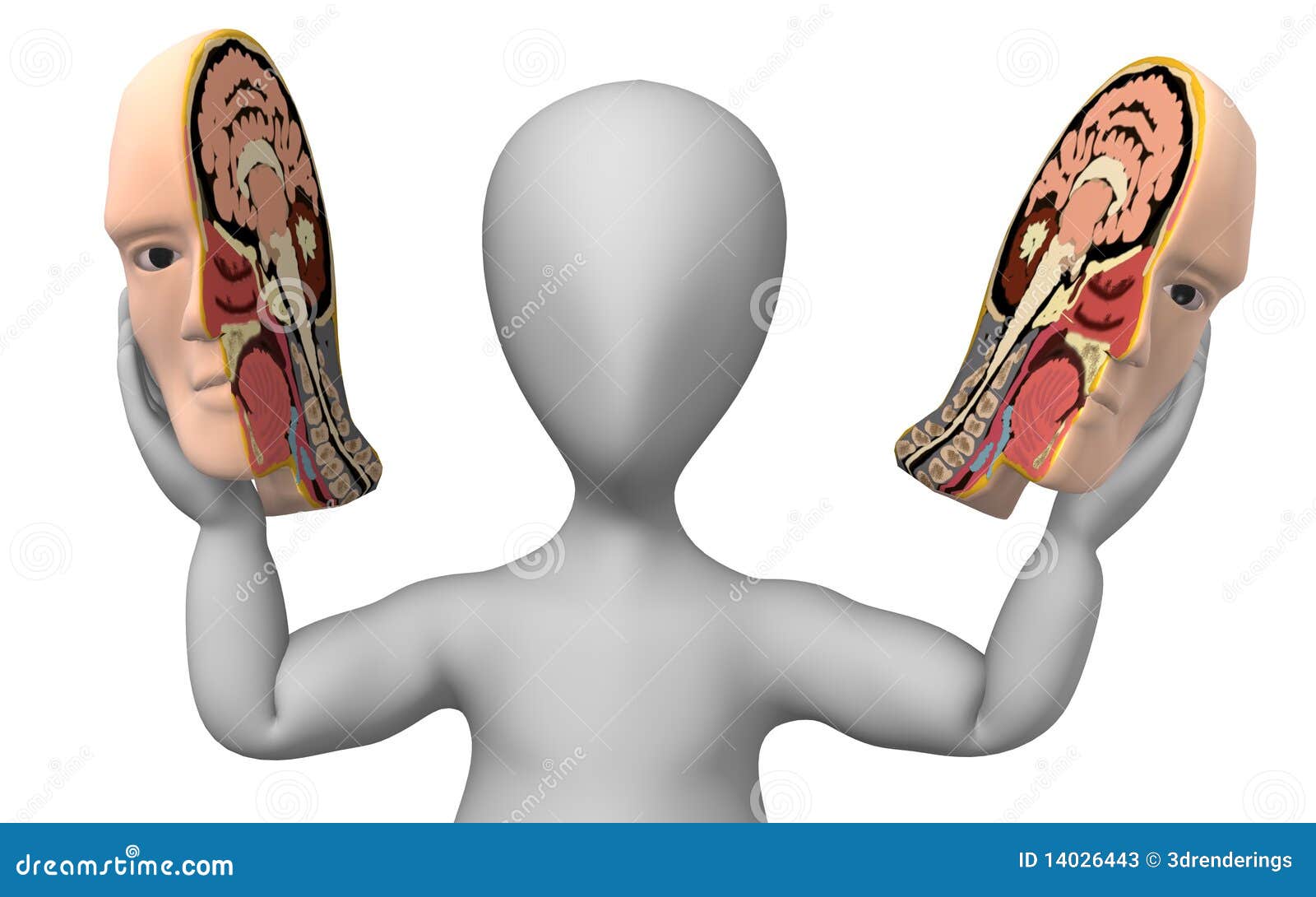 Head cut stock illustration. Illustration of posing, pose - 14026443