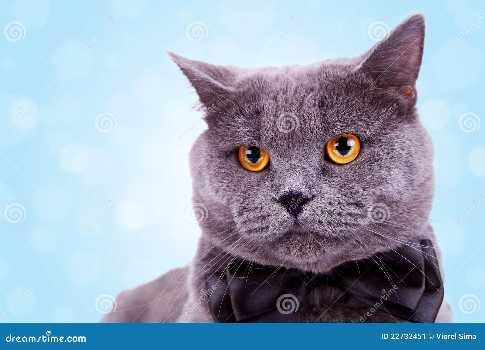 Head Of A Cute Big English Cat Stock Image - Image of male, lying: 22732451