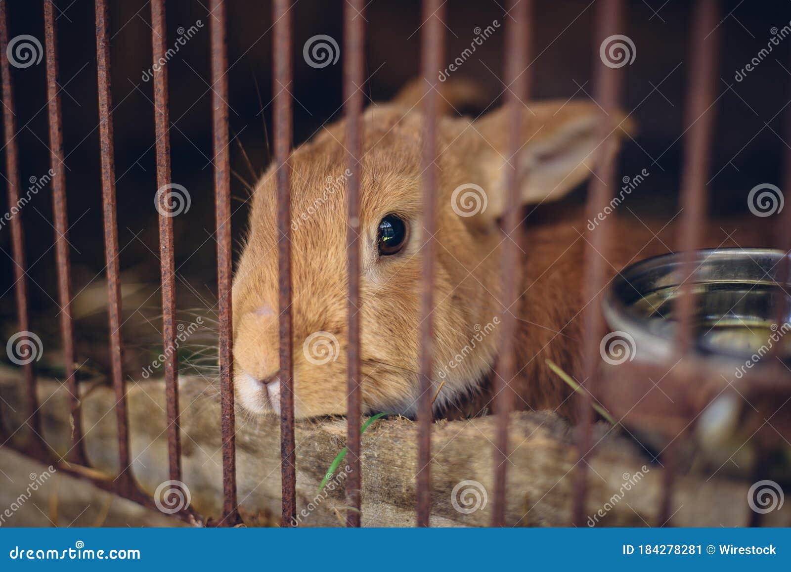 Rabbit Behind The Tree Royalty-Free Stock Photography | CartoonDealer ...