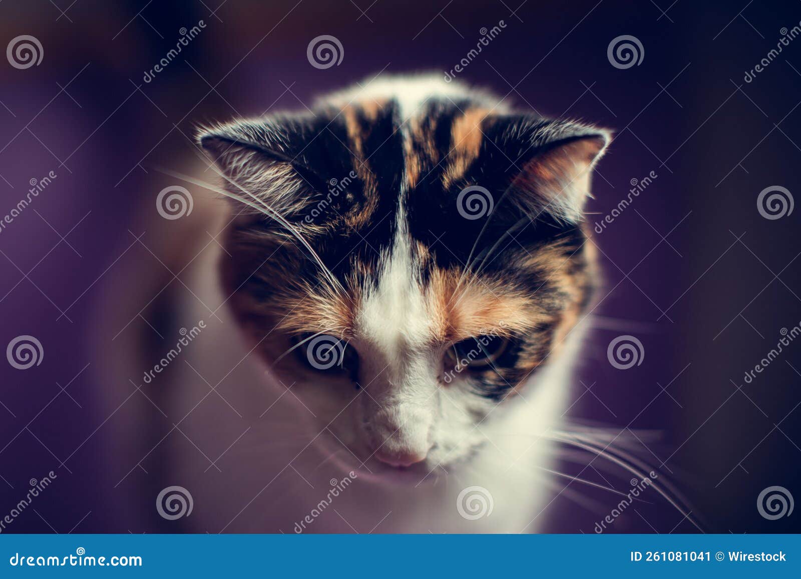 Head of a Cute Calico Cat Against Dark Background Stock Image - Image ...