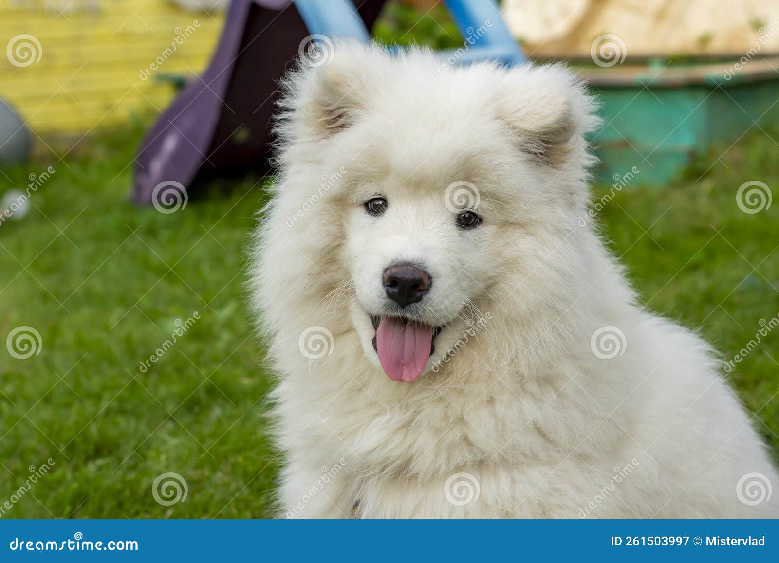 Head of cute samoyed puppy stock image. Image of domestic - 261503997