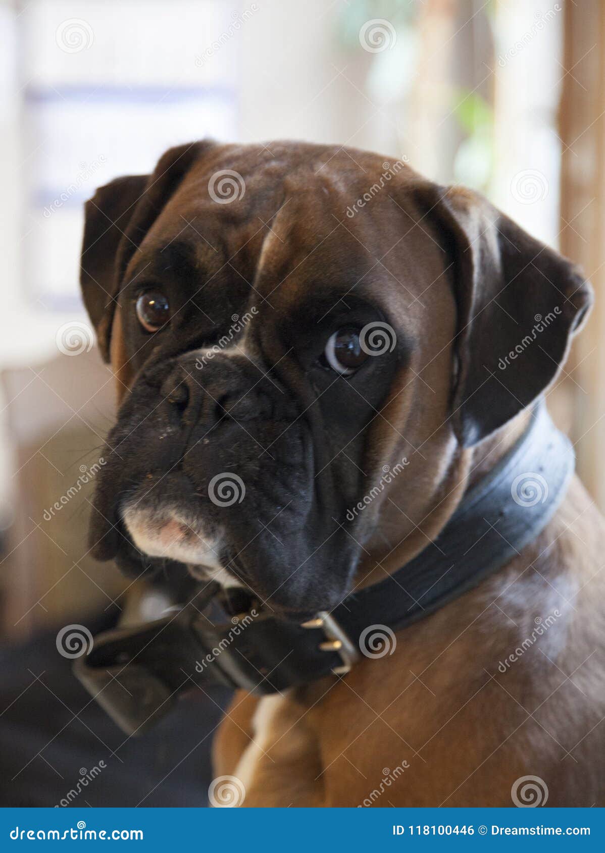 Head of Cute Young Boxer Do Stock Photo - Image of mammal, adorable ...