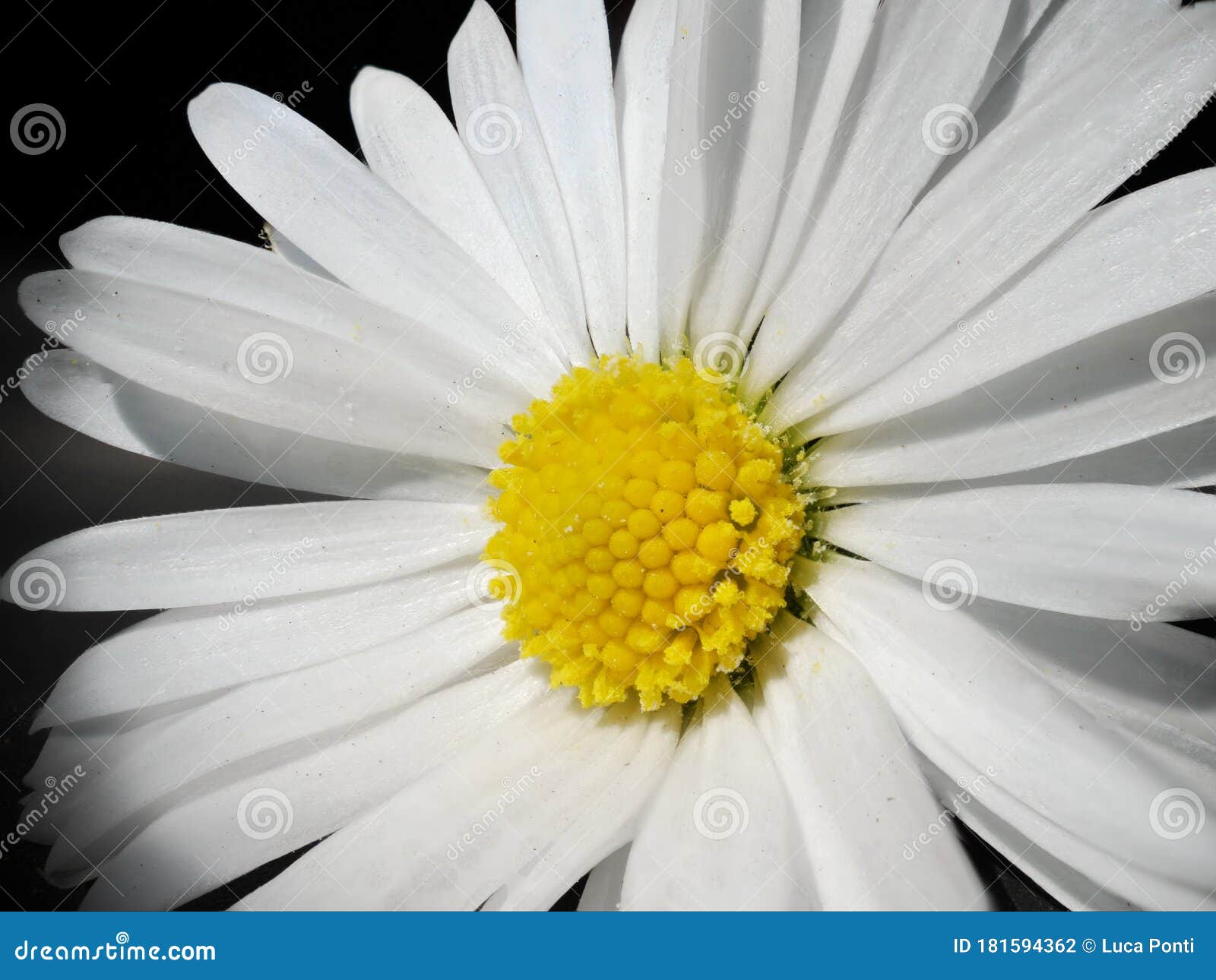 Head of daisy closeup stock photo. Image of river, plant - 181594362
