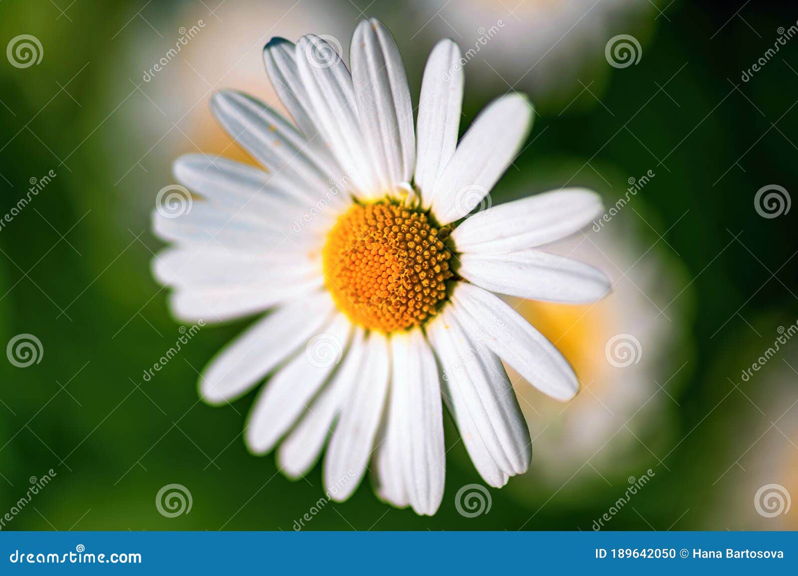 Head of Daisy Flower on Blurry Background Stock Photo - Image of nature ...