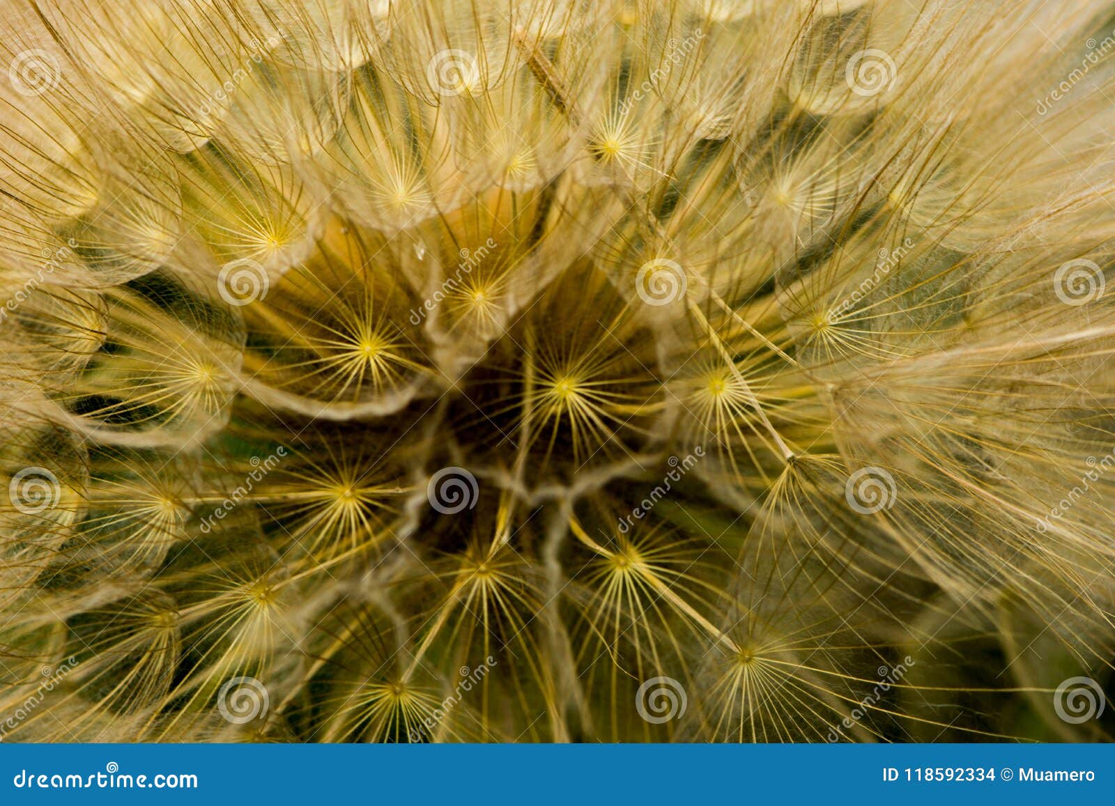 The head of the dandelion stock photo. Image of floral - 118592334