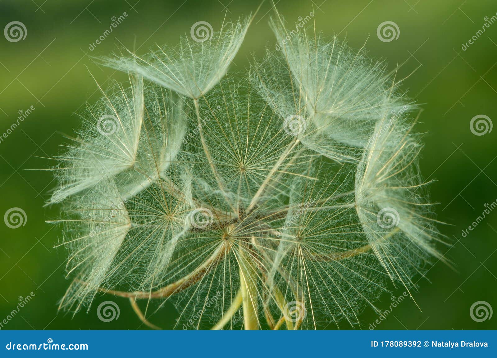 The Head of the Dandelion with Seed with the Macro Shoot Stock Photo ...