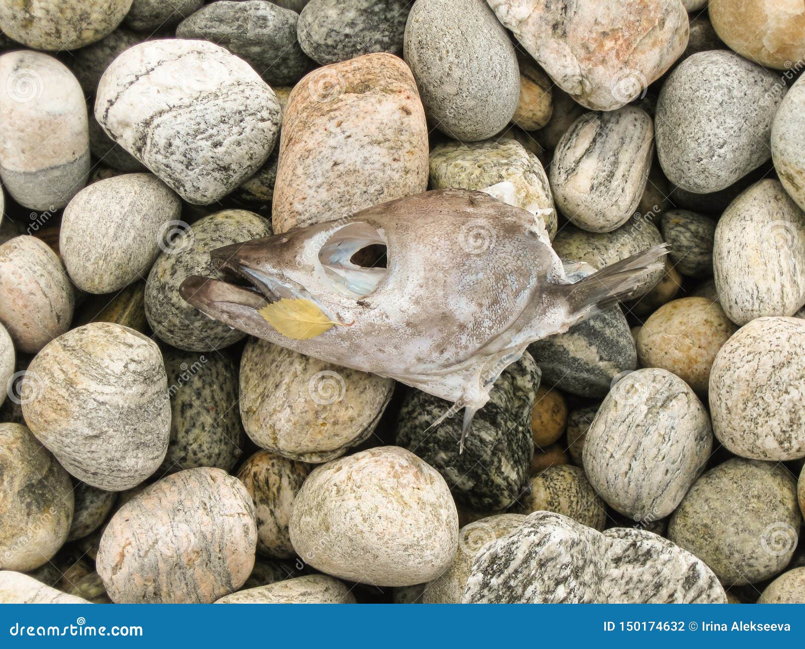 Head of Dead Cod on the Stones of the Sea Coast. Consequences of Sea ...