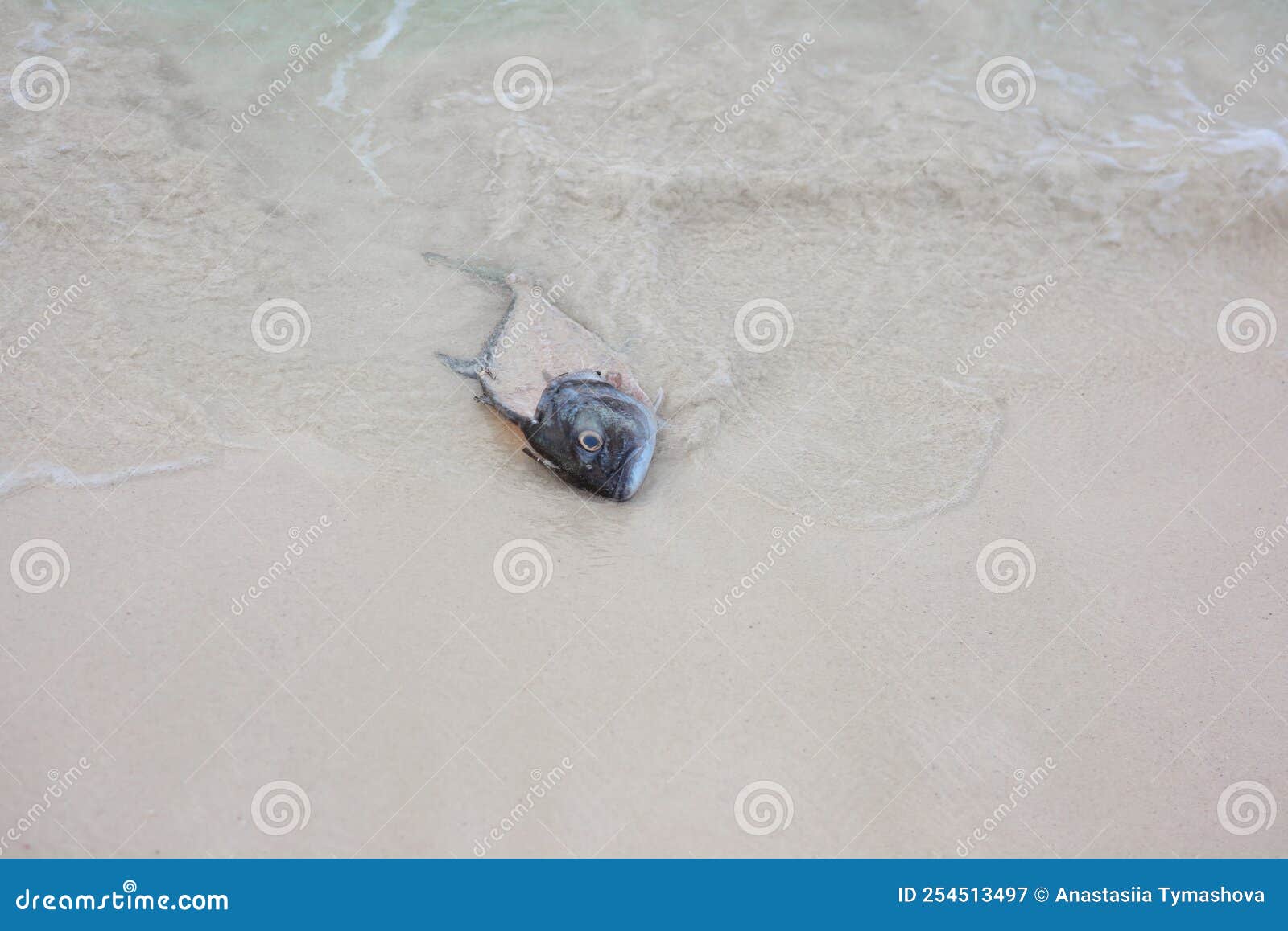 The Head of a Dead Fish Thrown by the Waves in the Sand. Stock Image ...