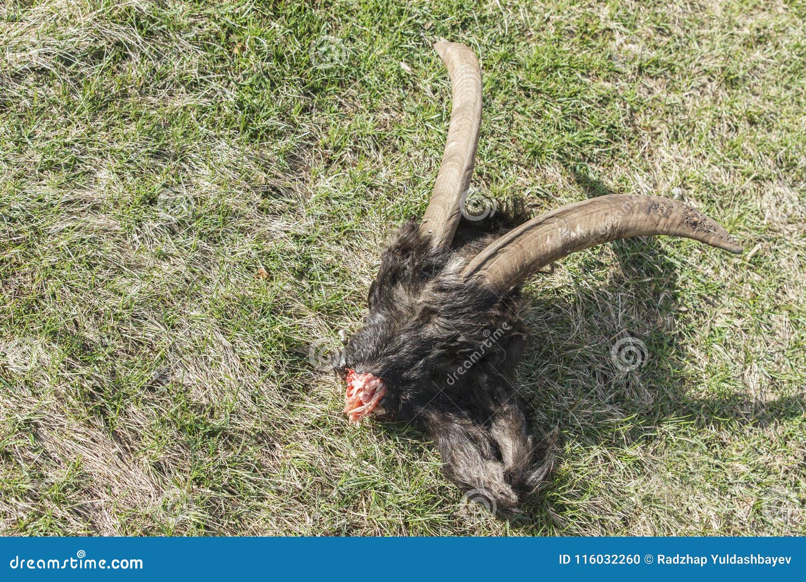 Head of Dead Goat on Grass Closeup. Top View Stock Photo - Image of ...