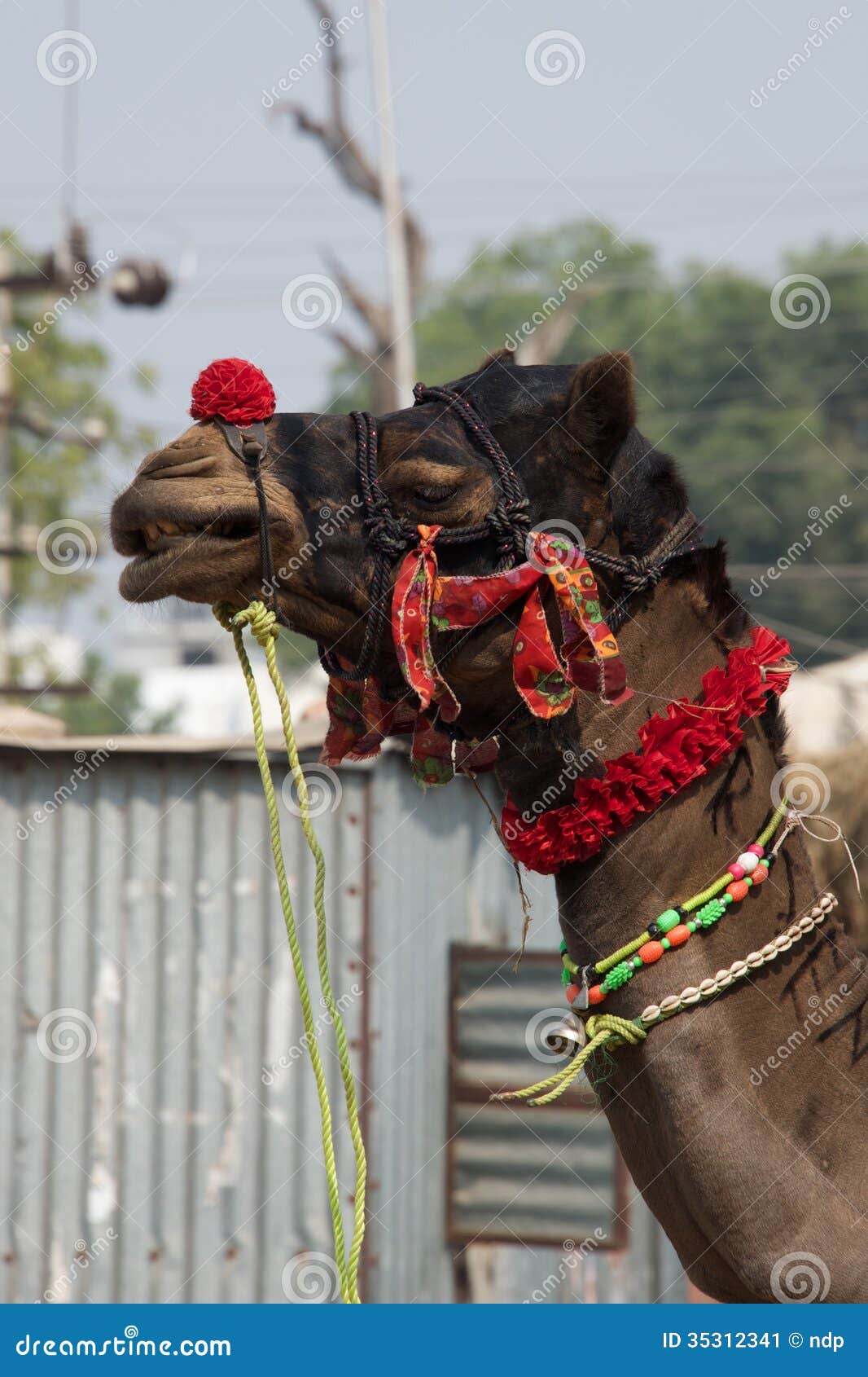 Head of Decorated Indian Camel Stock Image - Image of diwali, flowers ...