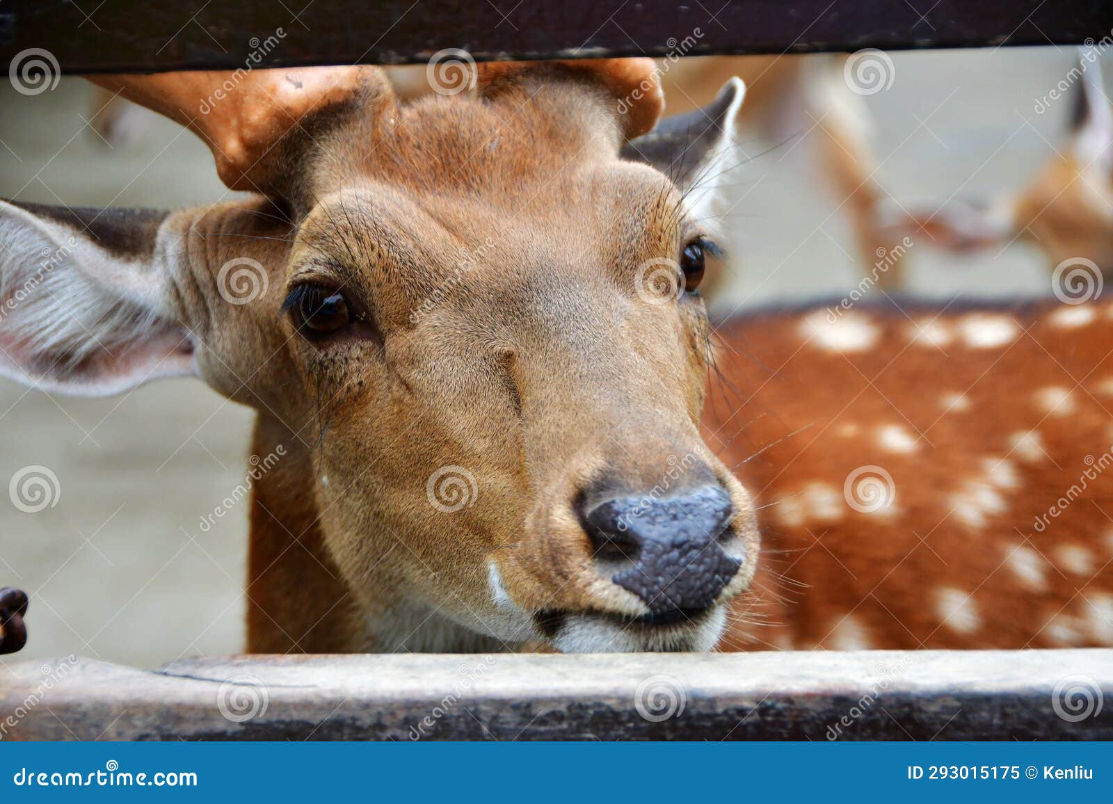 The Head of a Deer Being Reared in a Zoo Stock Image - Image of nature ...