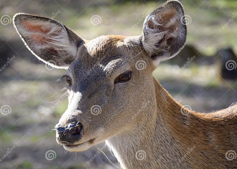 Head of a Deer stock image. Image of buck, dear, ears - 257519861