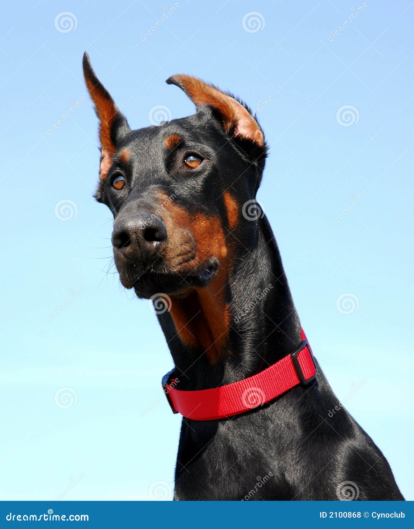 Head of Doberman stock photo. Image of white, cute, portrait - 2100868