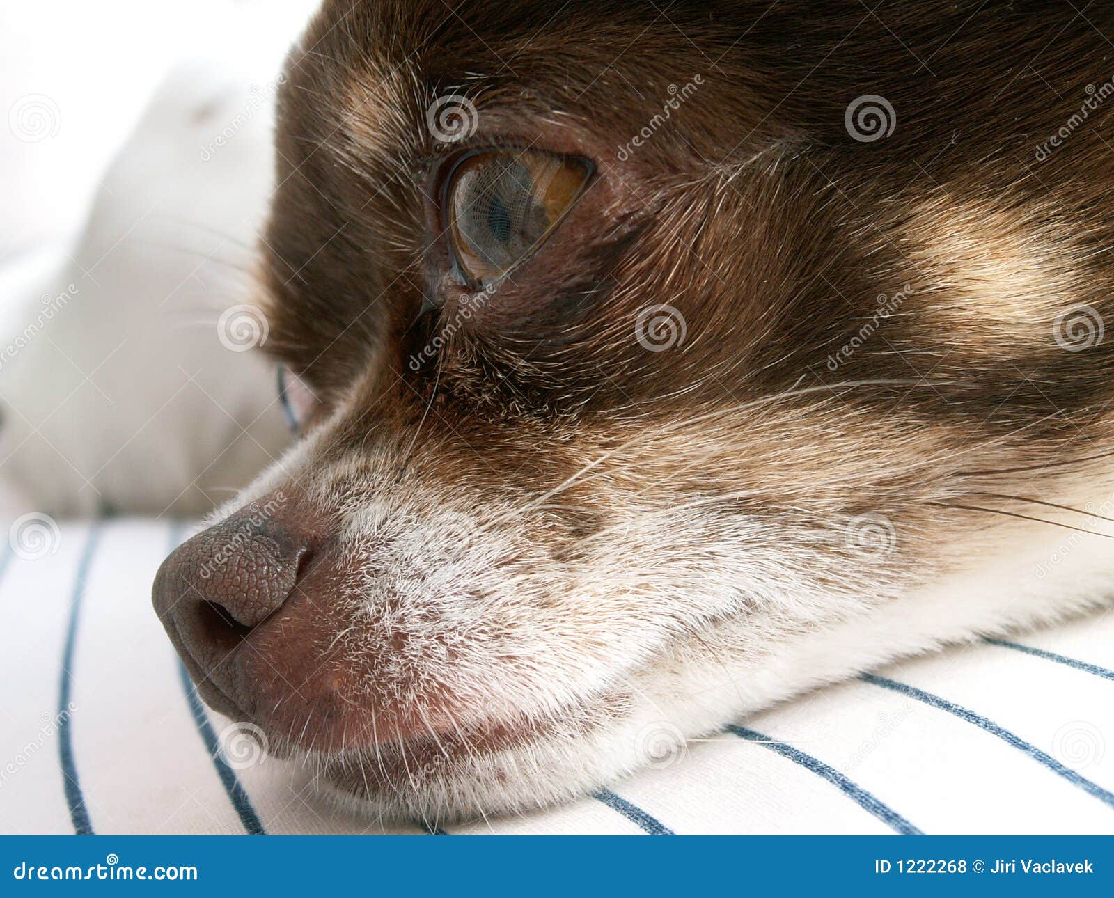 Head of dog stock photo. Image of portrait, closeup, nose - 1222268