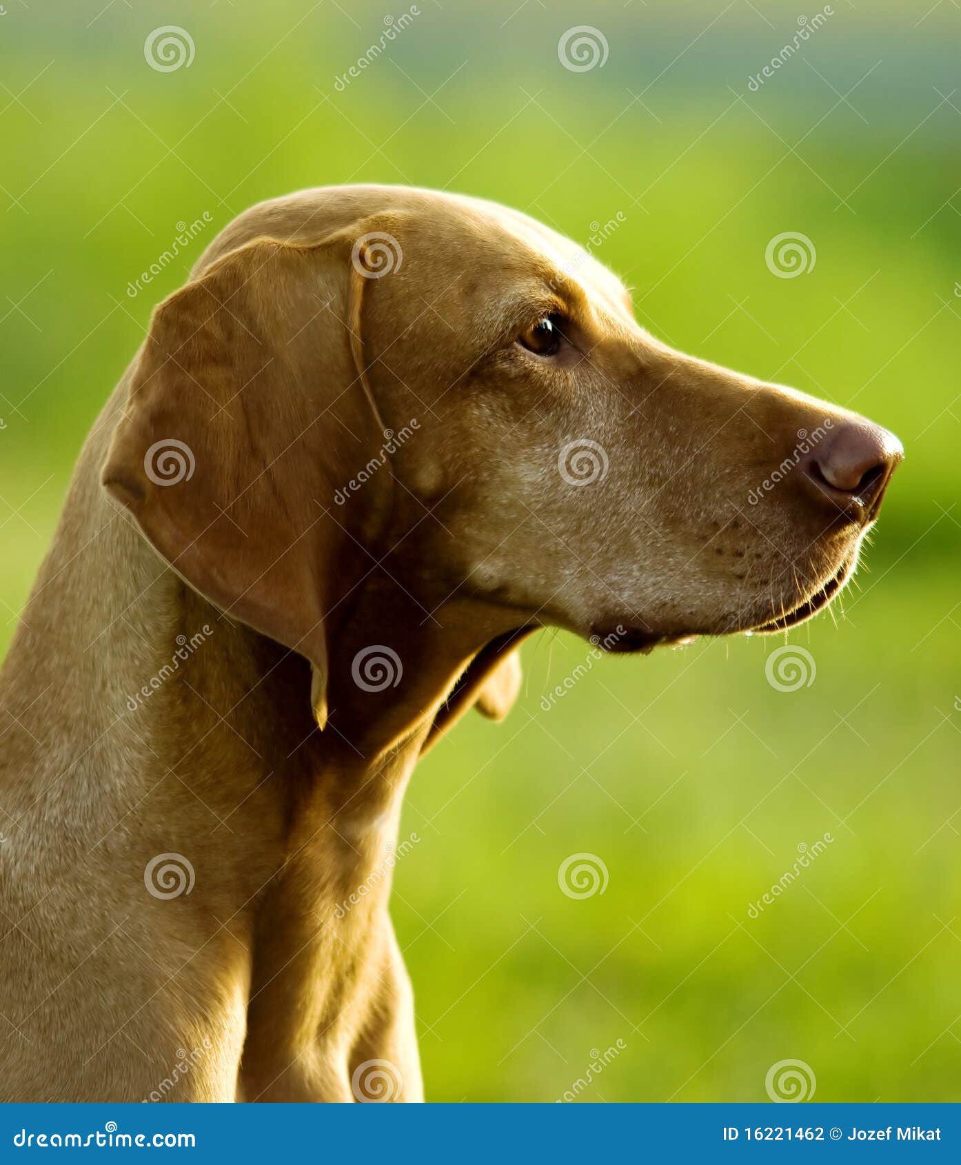 Head of dog stock photo. Image of breed, portrait, hungarian - 16221462