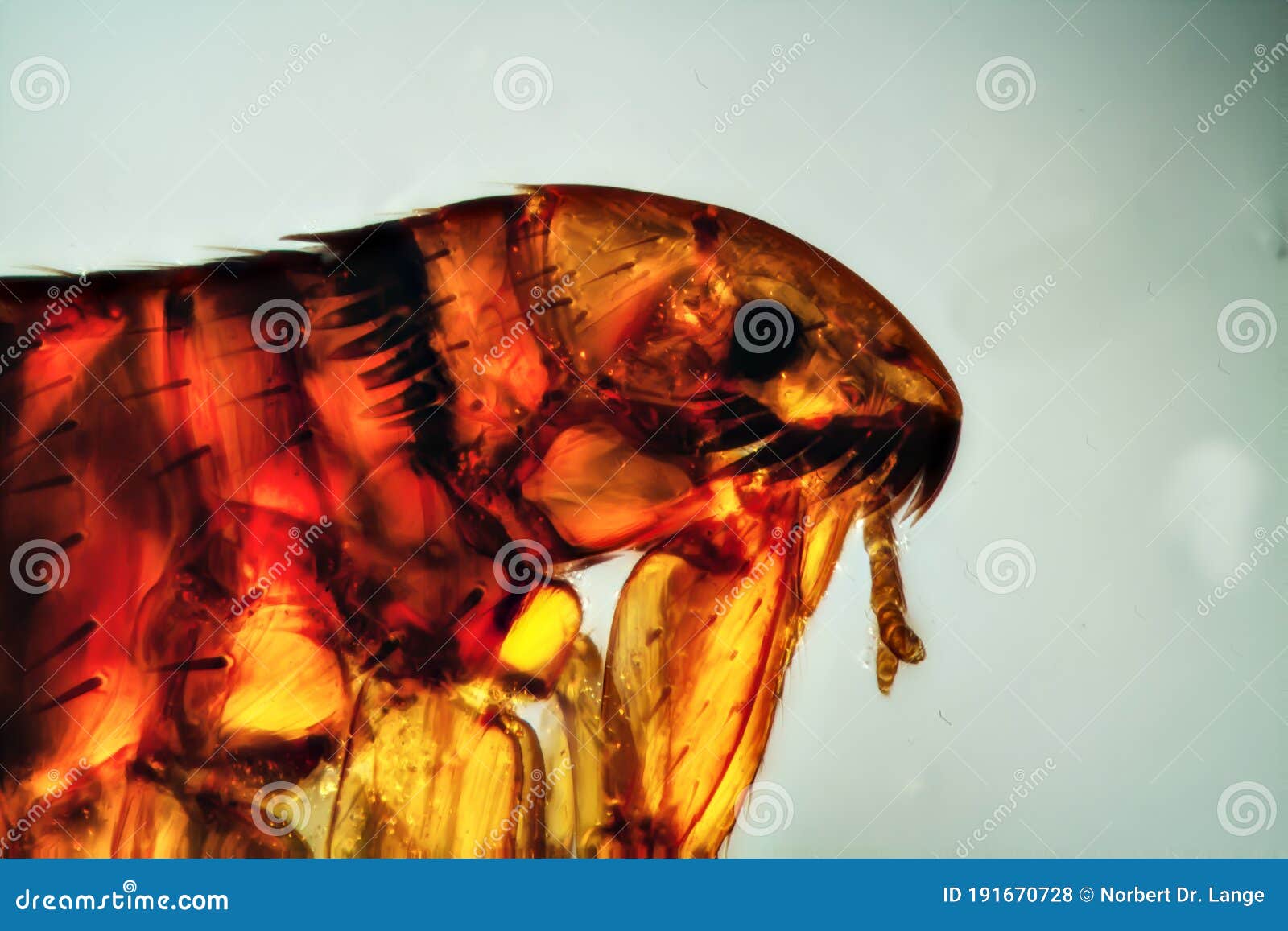 Head of Dog Flea with Sucking Mouth Stock Photo - Image of pestilence ...