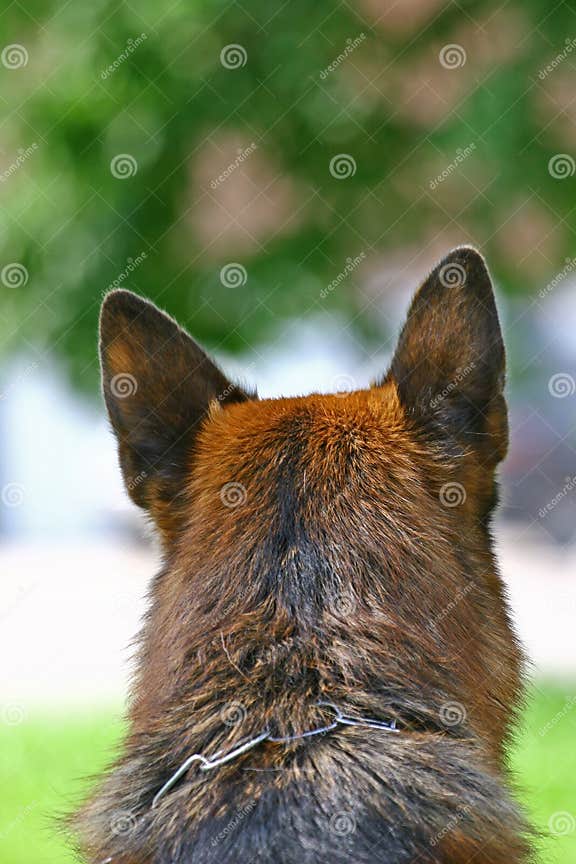 Head of a dog rear view stock photo. Image of chain, view - 12484872