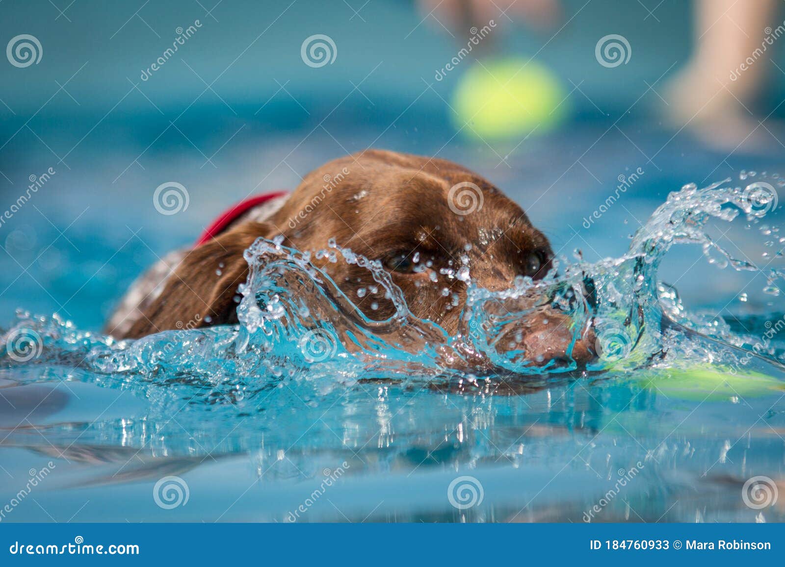 Head of Dog in Water Making a Splash Stock Image - Image of eyes ...