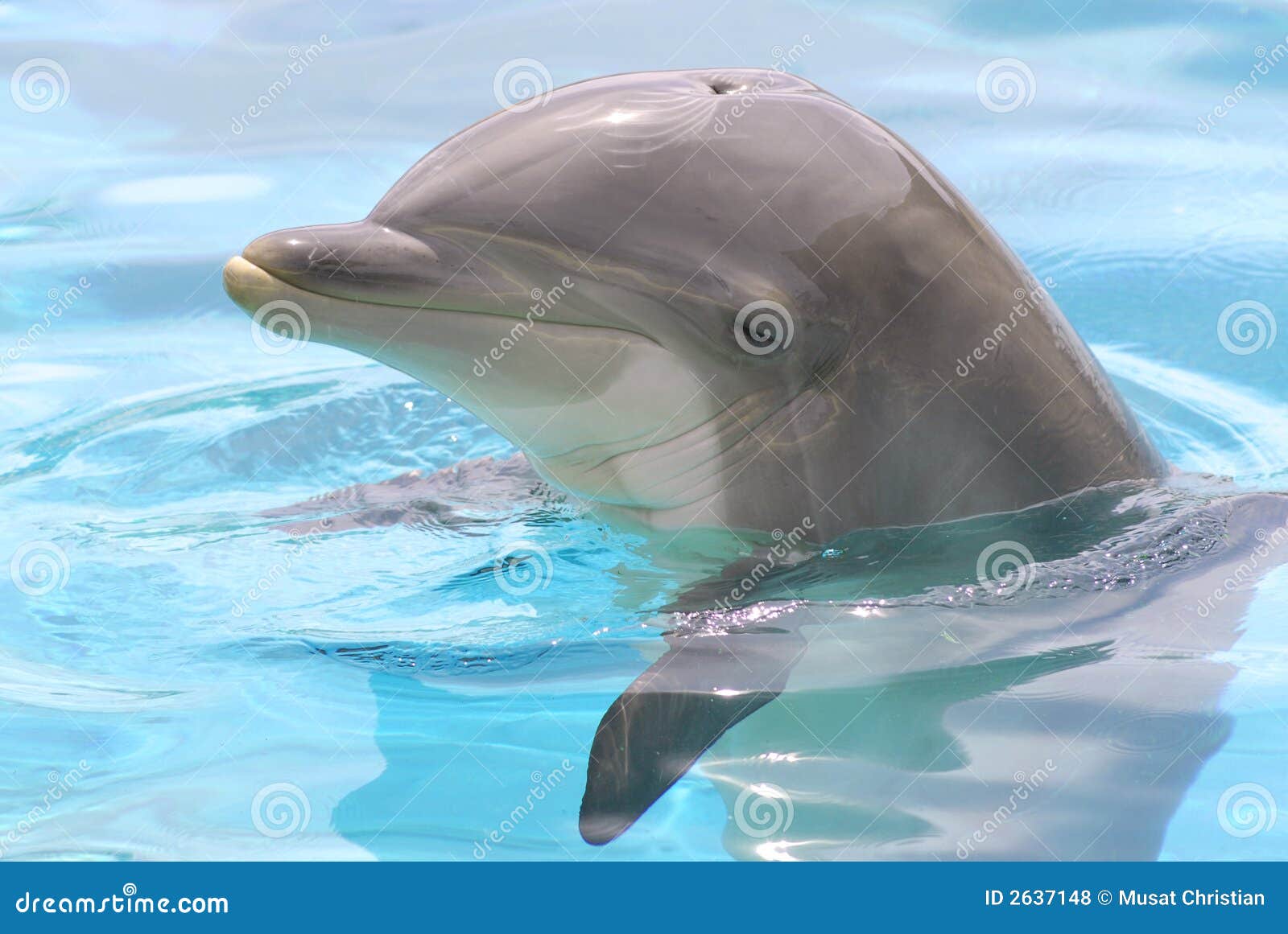 Head of dolphin stock photo. Image of ocean, cetacean - 2637148