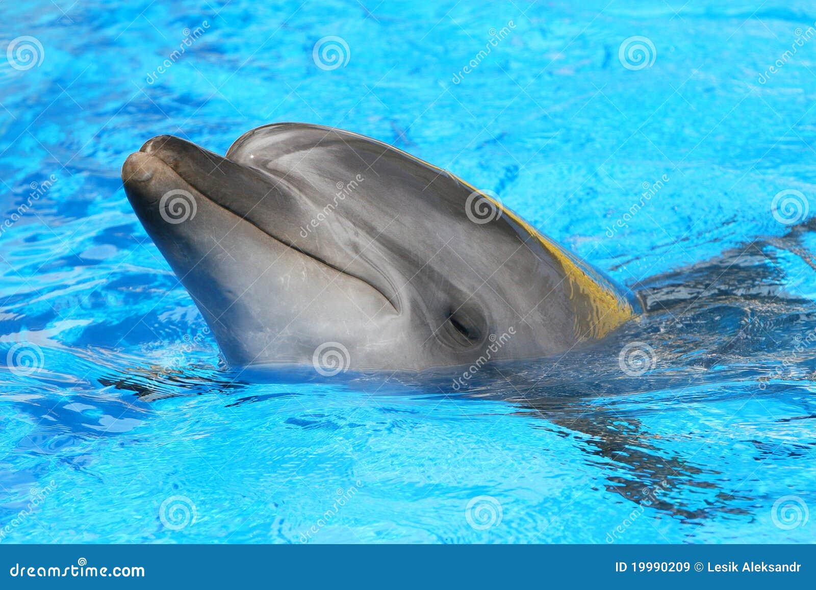 Head of Dolphin in the Blue Water Stock Image - Image of diving, play ...