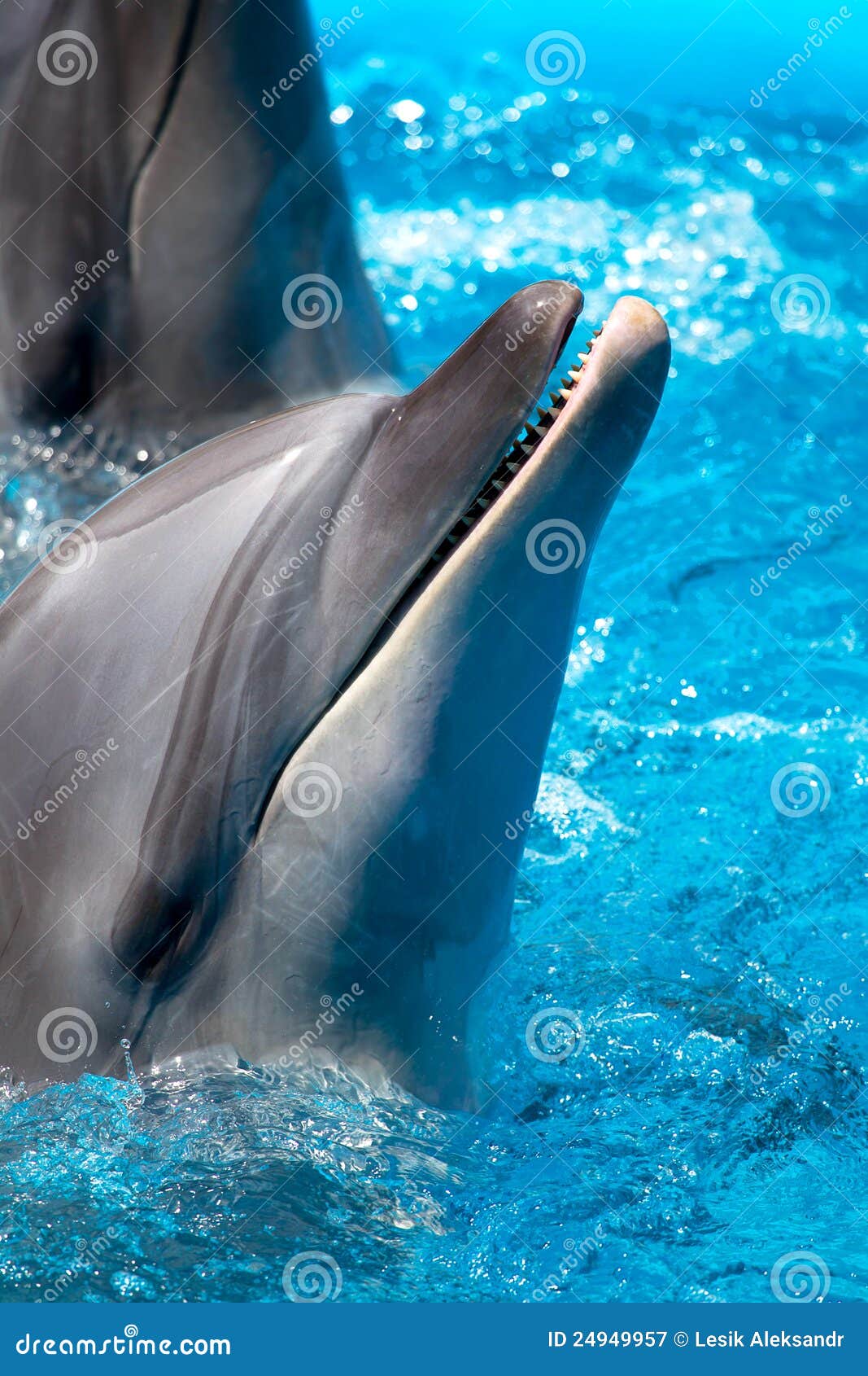 Head of the Dolphin Blue Water Stock Image - Image of marine, smart ...