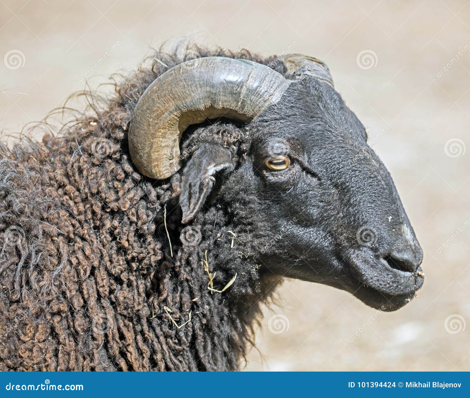 Head of domestic ram 1 stock photo. Image of grass, creature - 101394424