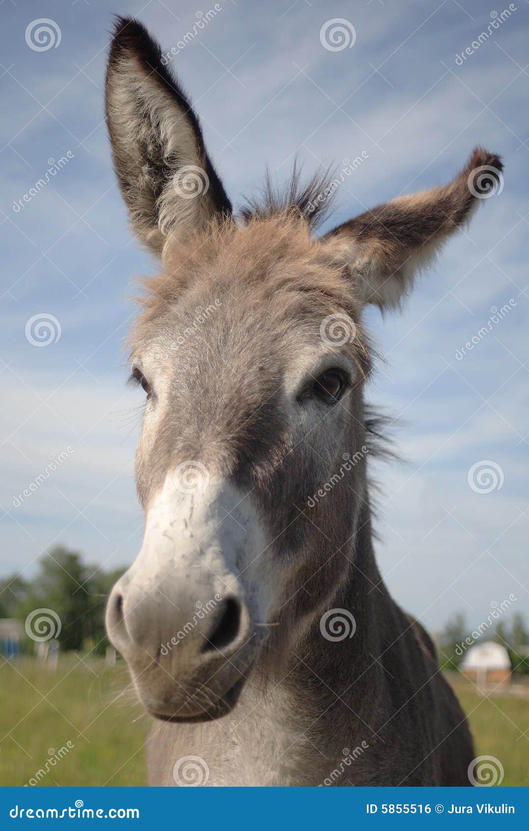 Head of donkey stock photo. Image of detail, outside, country - 5855516