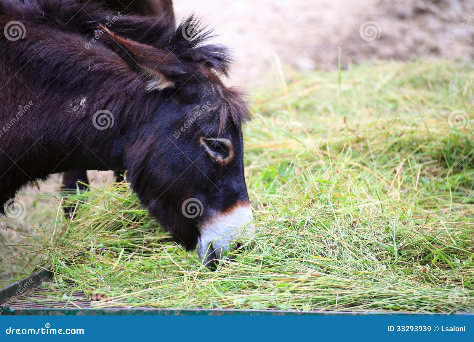 Head of a Donkey Animal Eat Food Stock Image - Image of mouth, brown ...