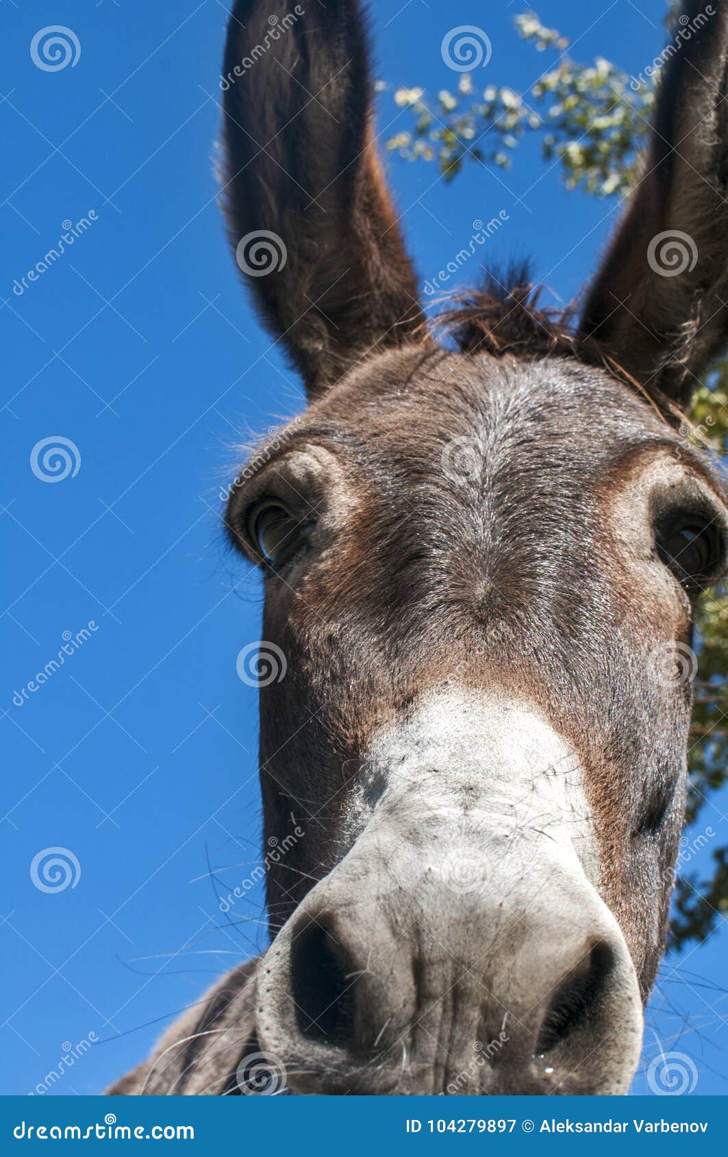 Head of donkey closeup stock image. Image of mulish - 104279897