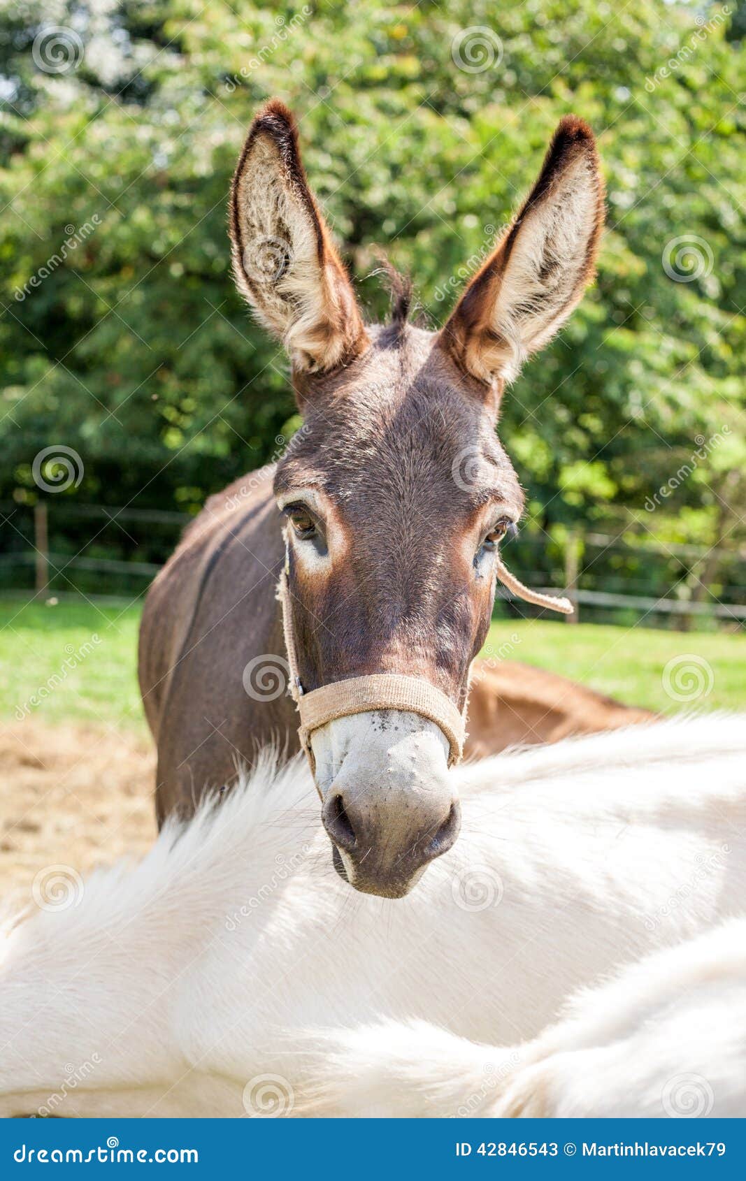 Head of donkey stock image. Image of blooming, health - 42846543