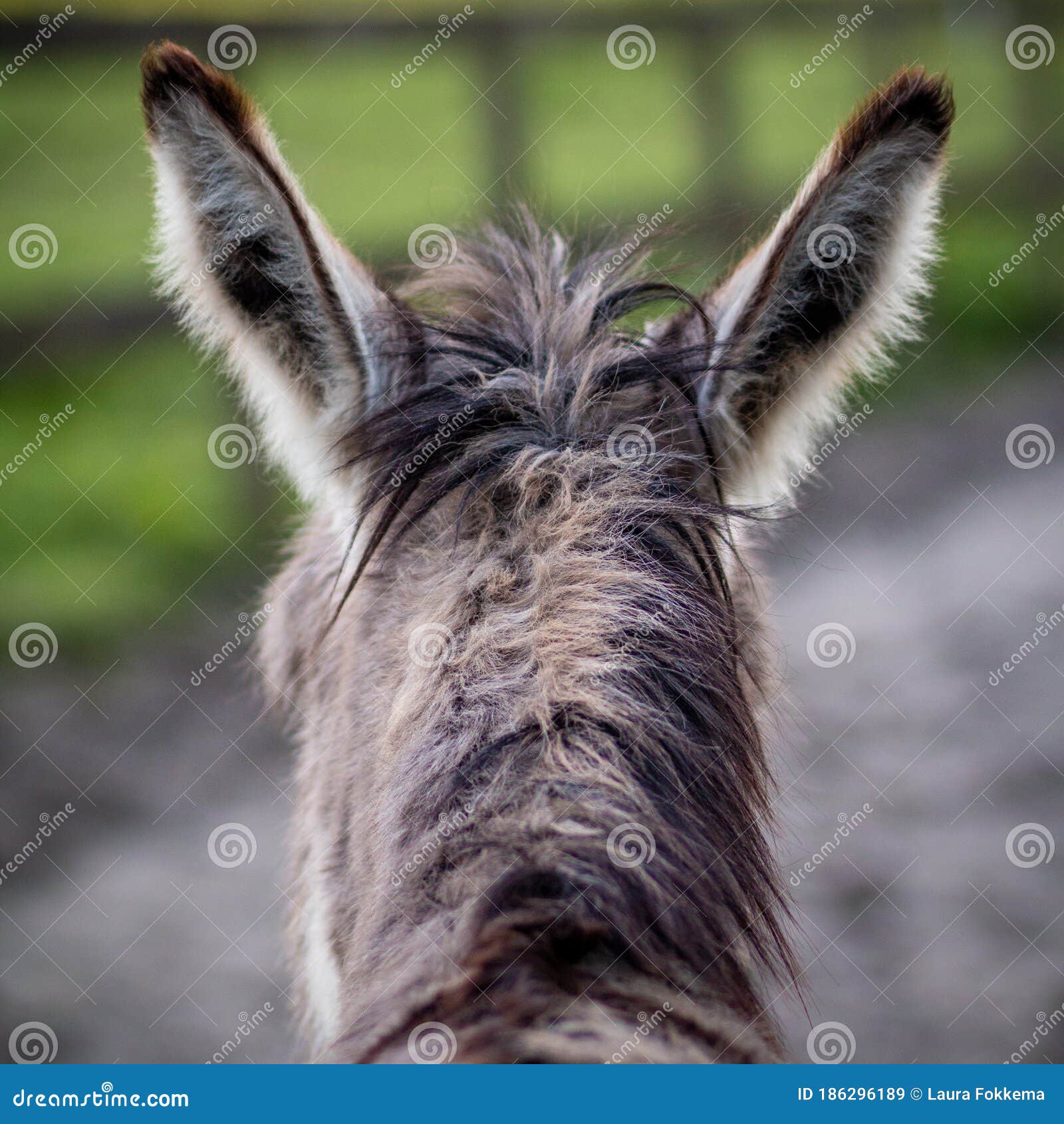 Head of a donkey stock image. Image of livestock, attention - 186296189